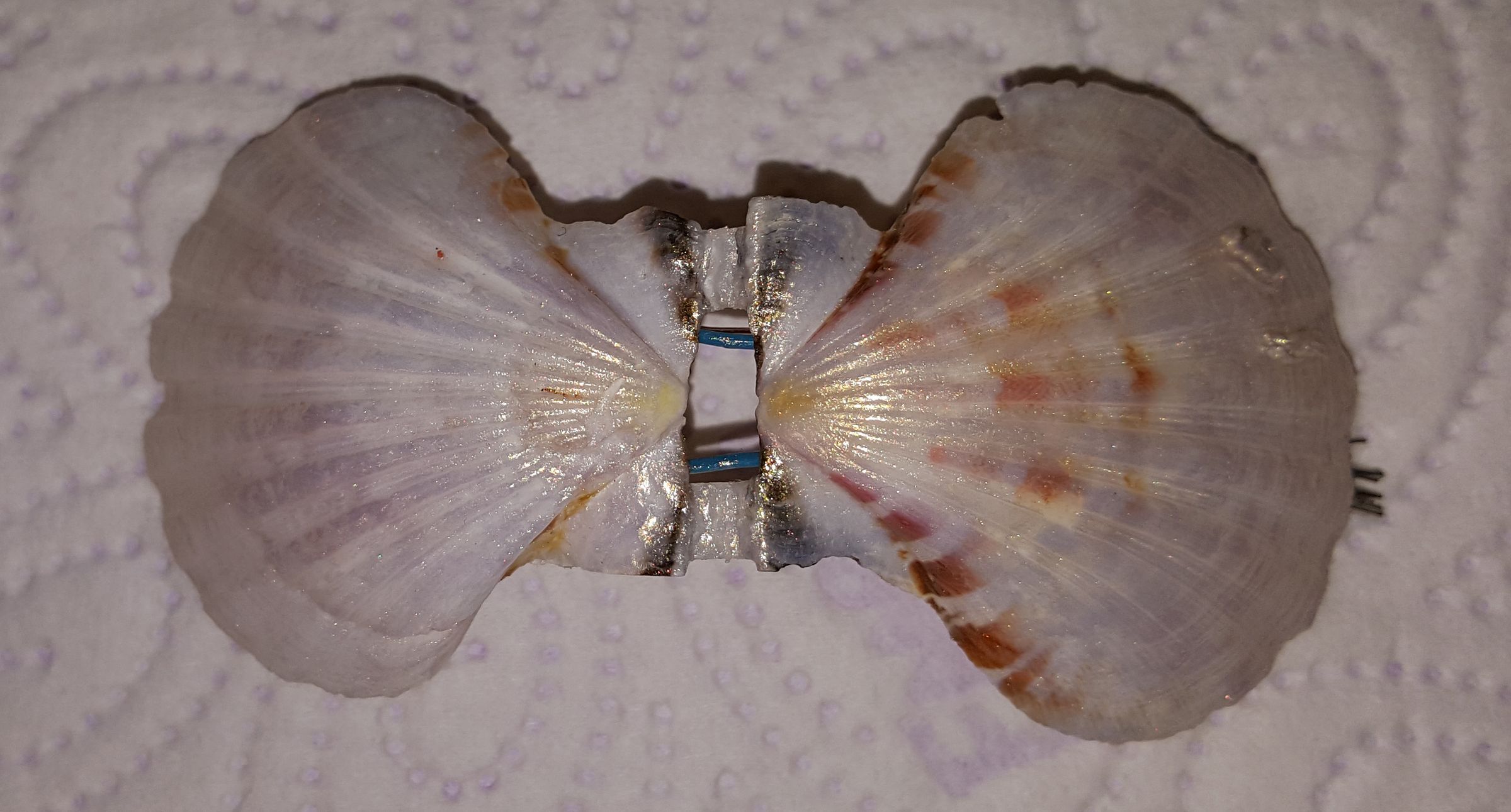 LED-illuminated Seashell Engagement Ring Box : 9 Steps (with Pictures ...