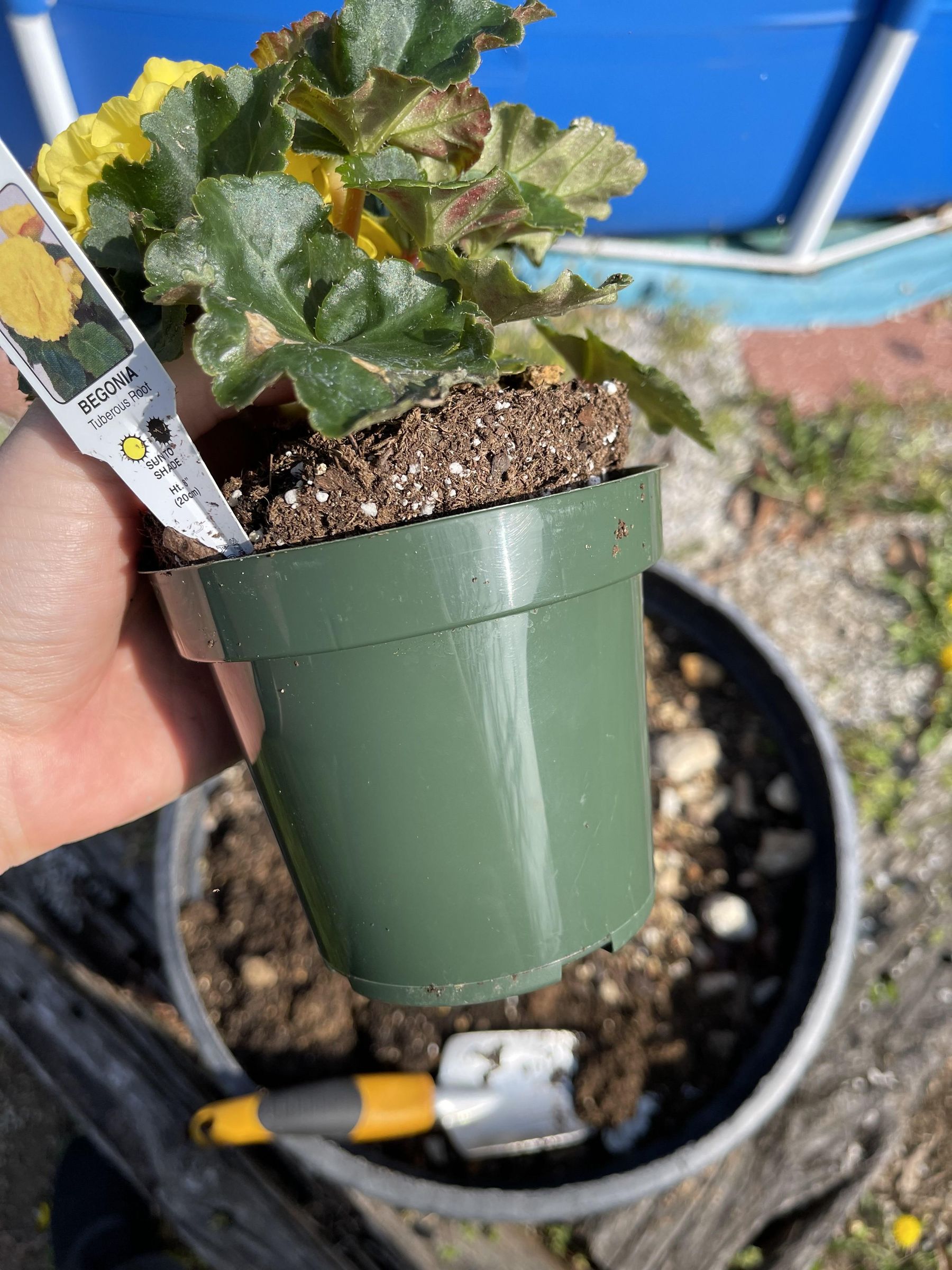 Transplanting Plants : 6 Steps (with Pictures) - Instructables