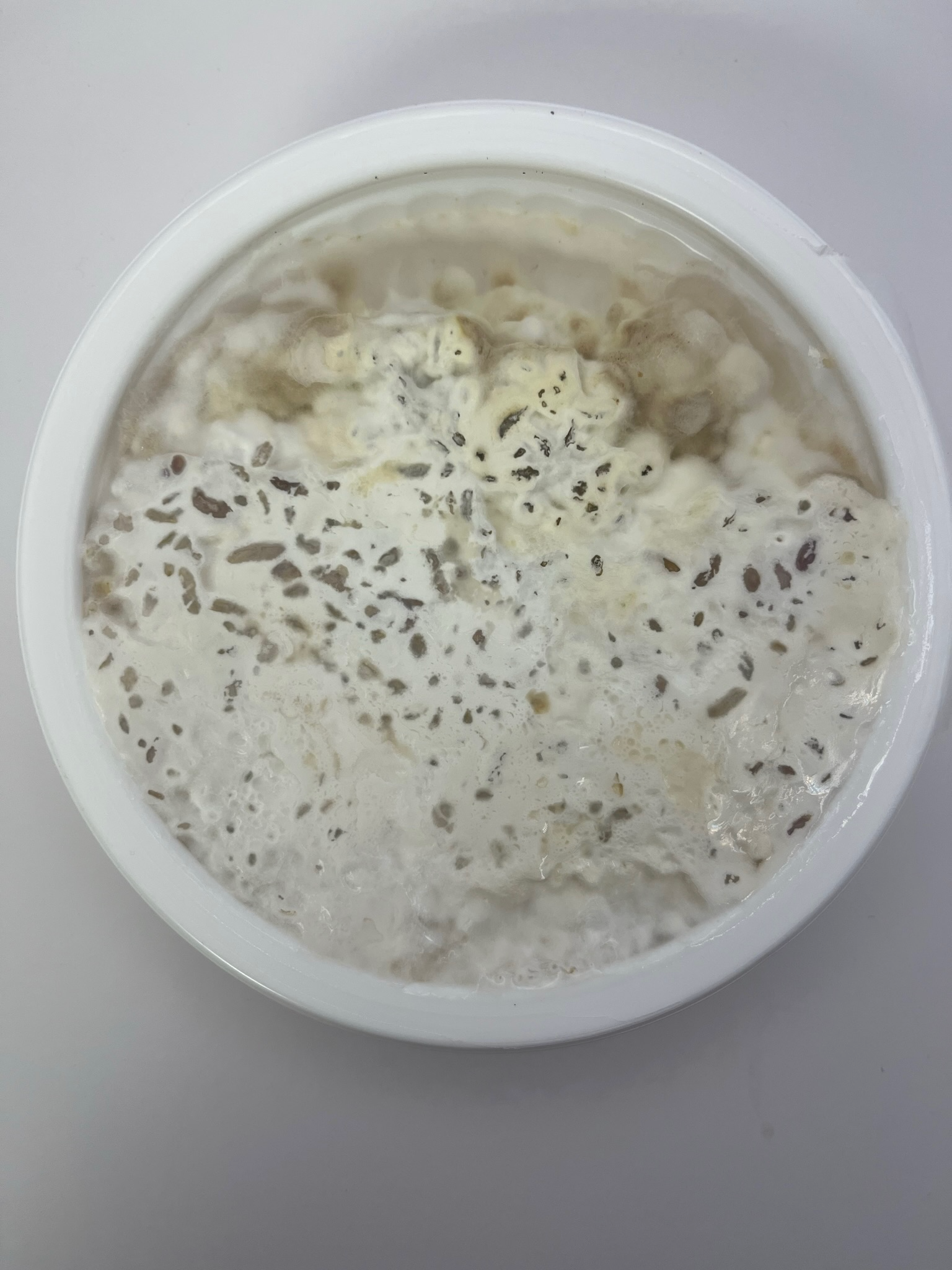 Growing Mushrooms With Rice (Classic Edition) : 9 Steps (with Pictures ...