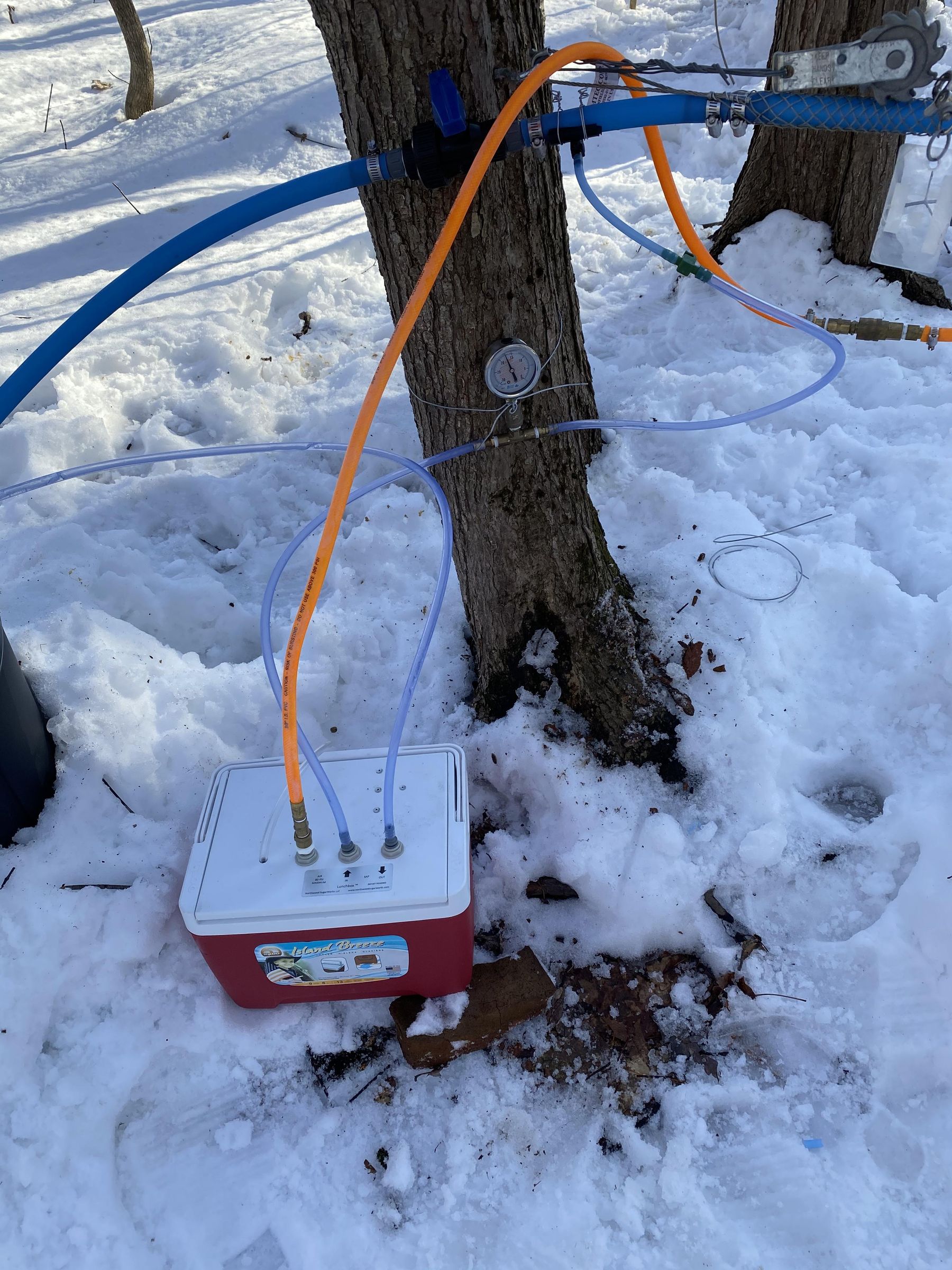 What´s the Most Efficient Way to Get the Most Sap From Your Maple Trees ...
