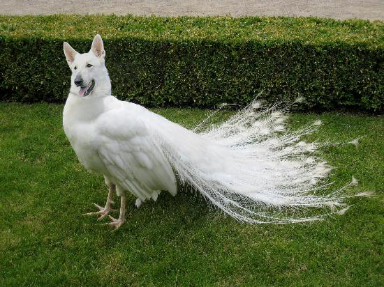 How to Morph Animals Using GIMP (free Software) : 5 Steps - Instructables