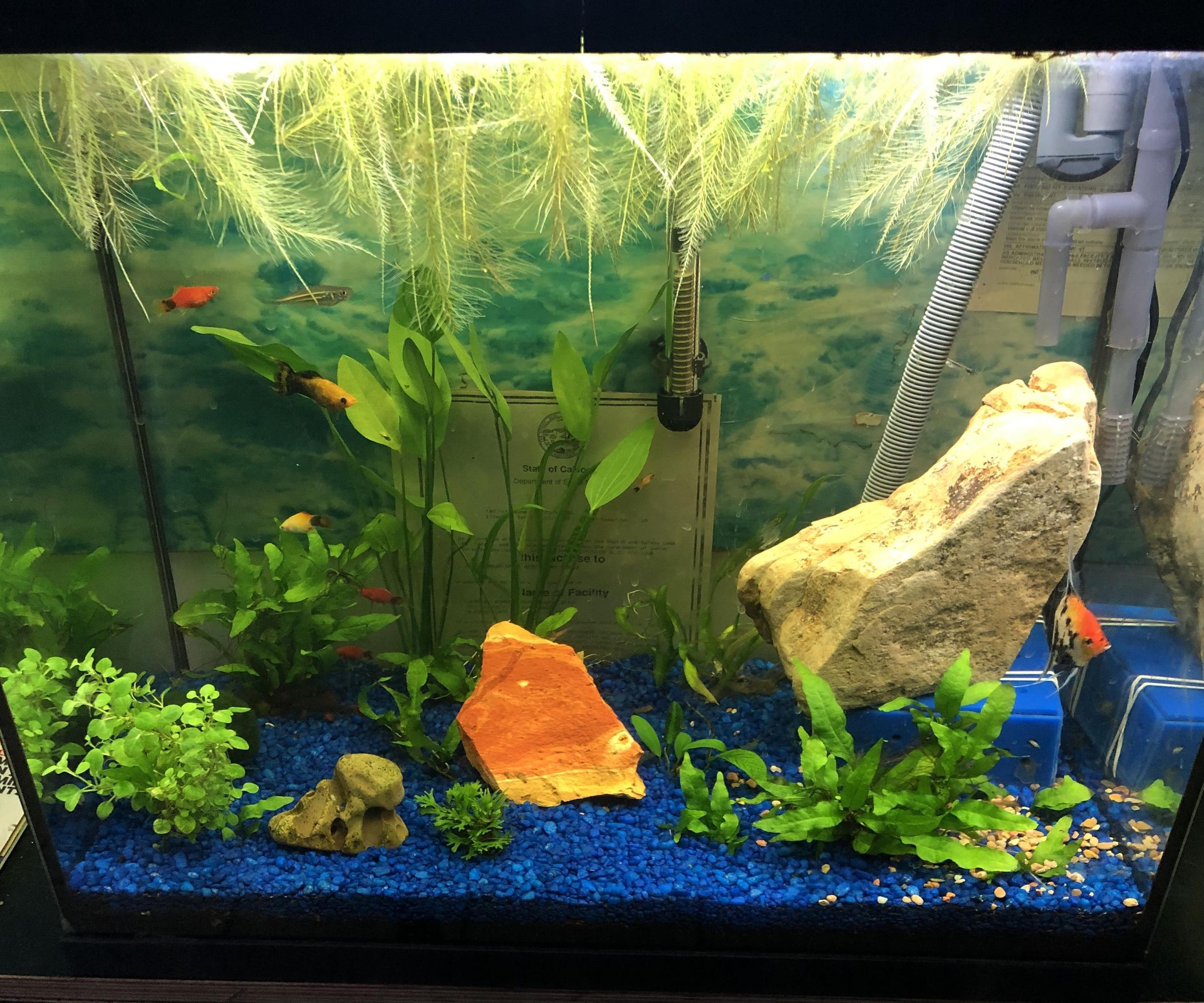 Low Maintenance Planted Aquarium : 7 Steps (with Pictures) - Instructables