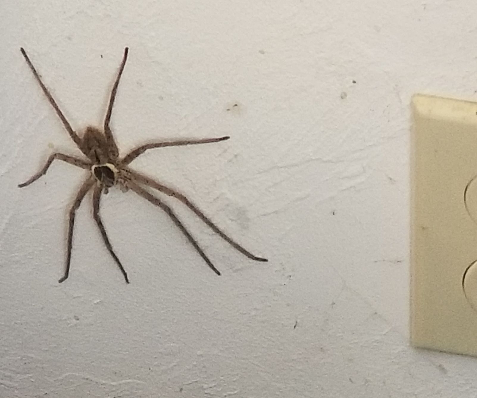 Spider Management : 4 Steps - Instructables