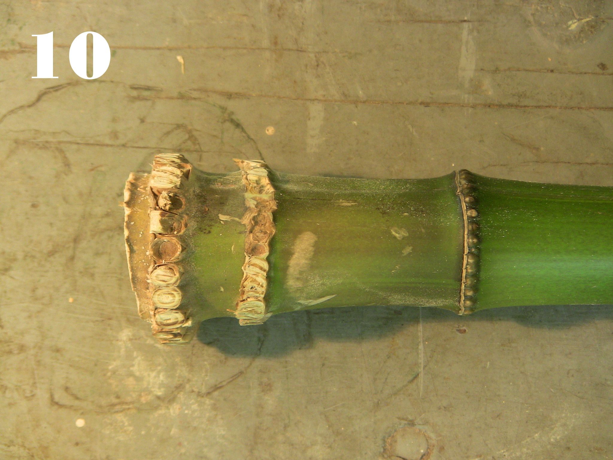 Make 4 Easy Bamboo Flutes for Free! : 7 Steps (with Pictures ...