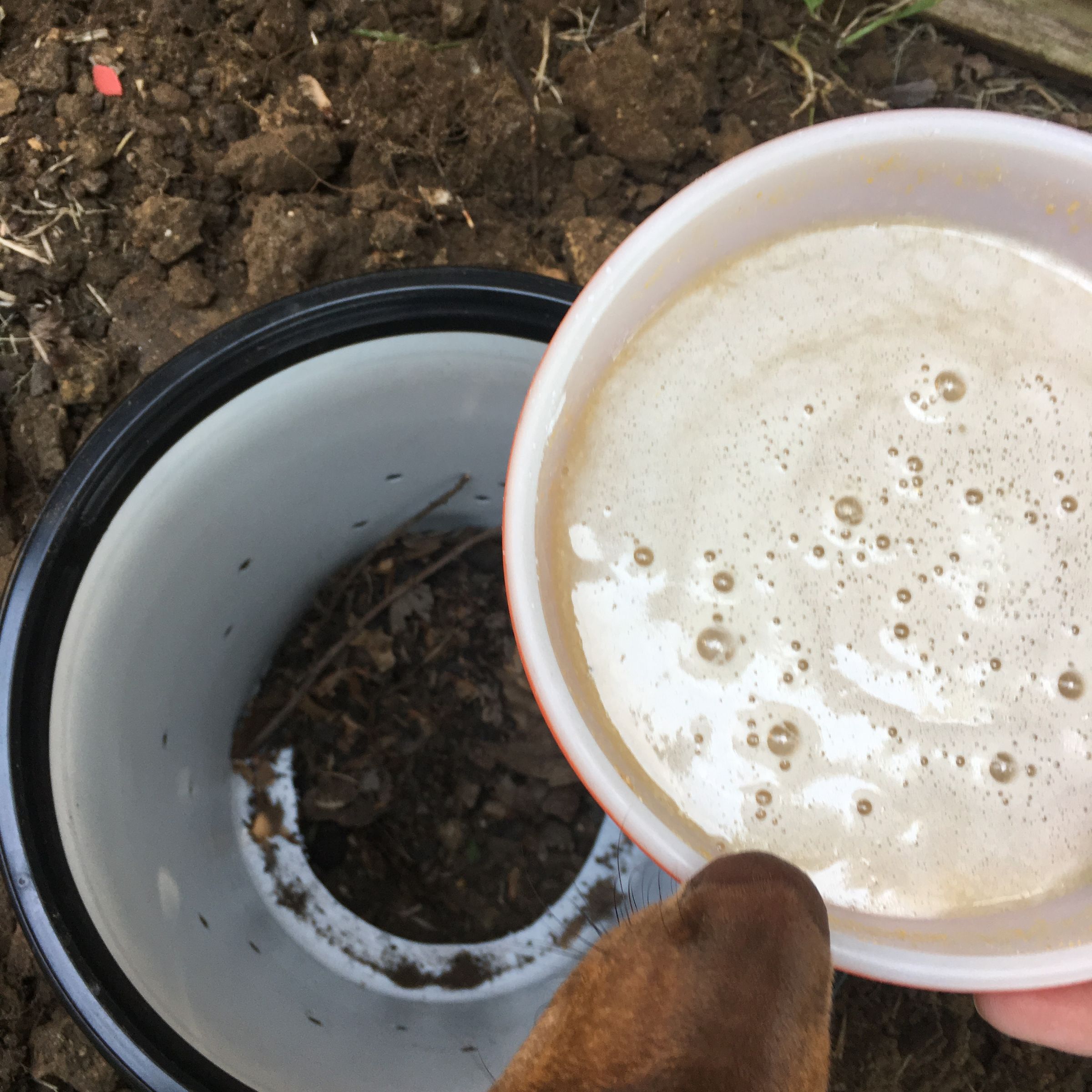 DIY Doggie Septic System With Natural Starter : 14 Steps (with Pictures ...