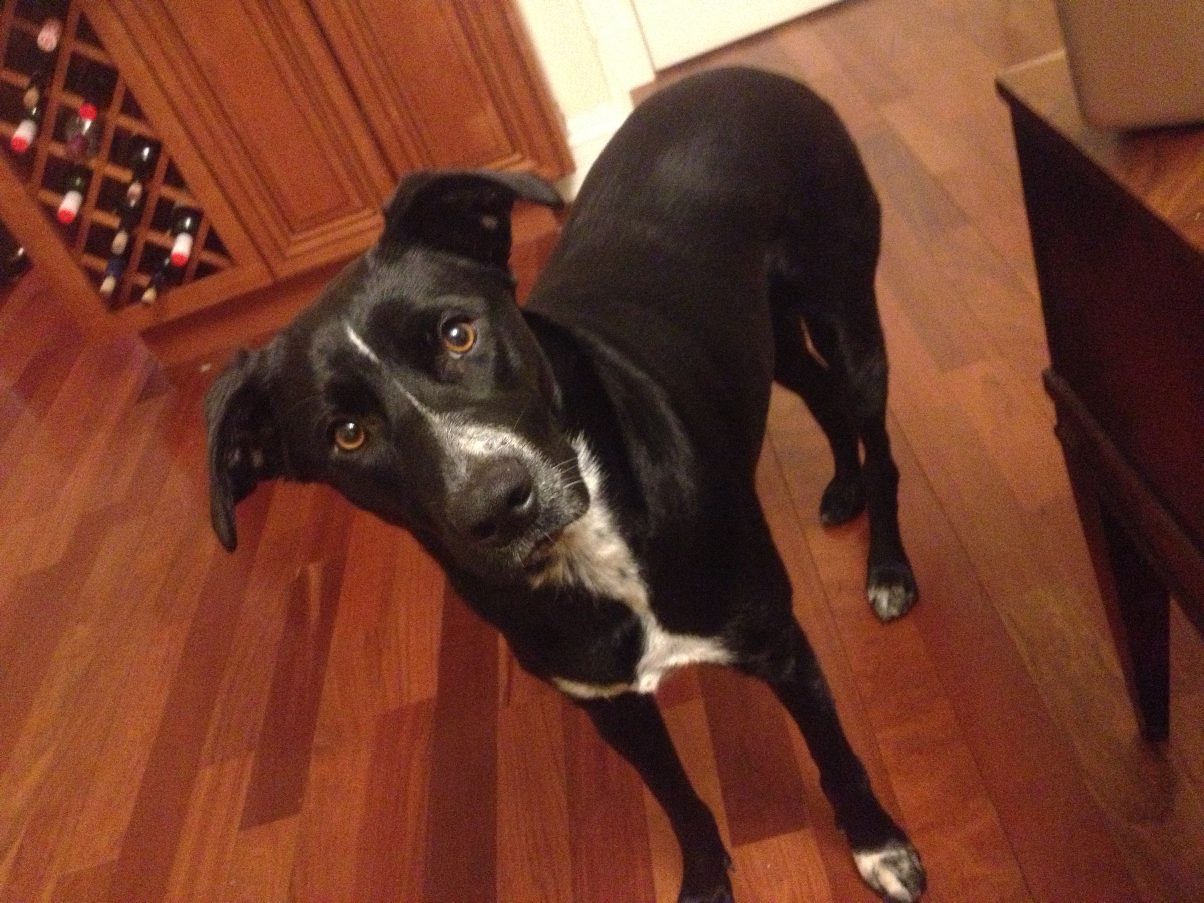 How to Teach Your Dog to "Salute and Spin" : 3 Steps - Instructables