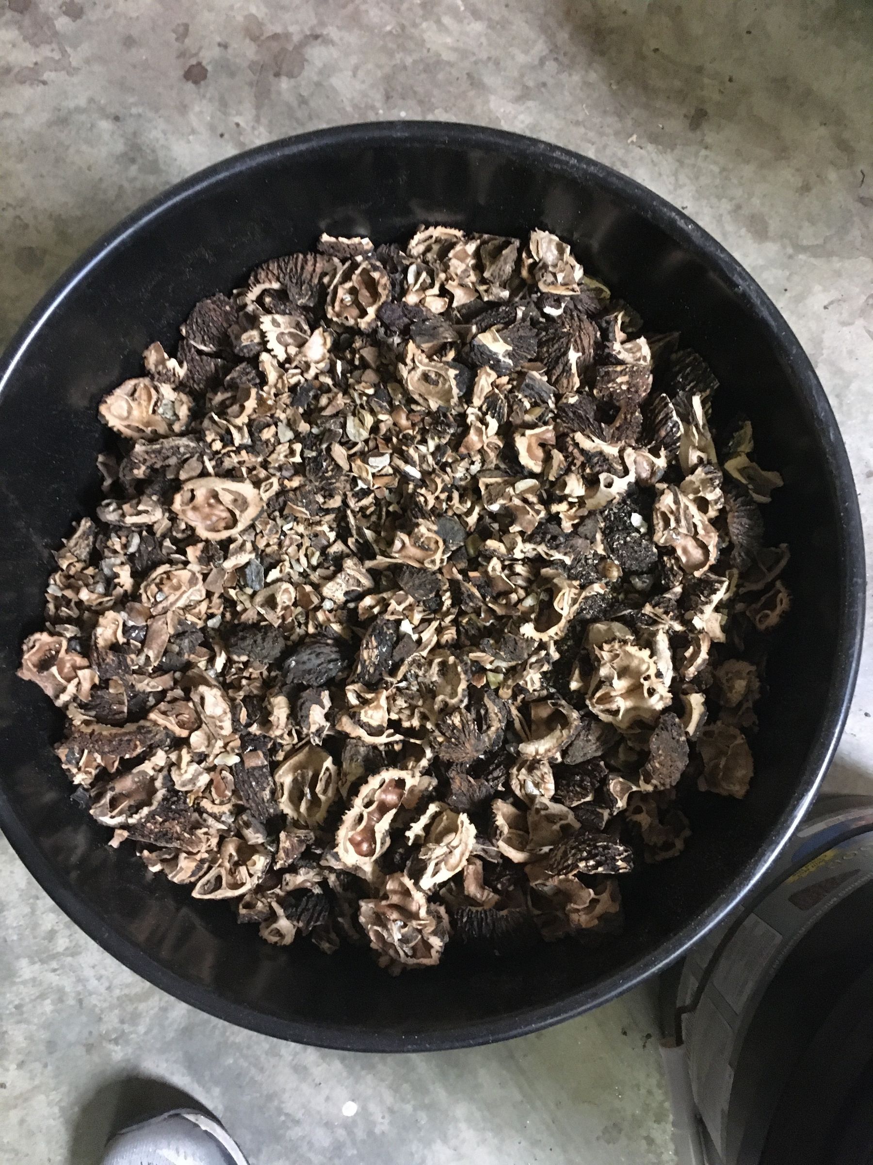 Harvesting and Processing Black Walnuts : 13 Steps - Instructables