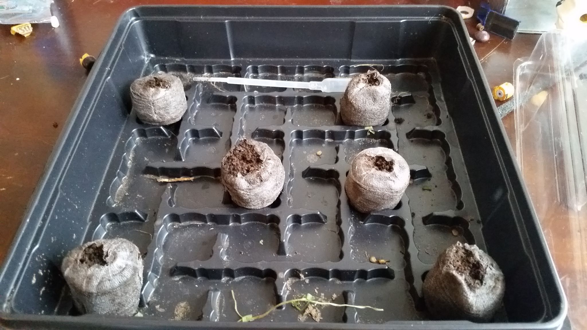 How to Grow a Farm From a Vegitable for Free : 4 Steps (with Pictures ...