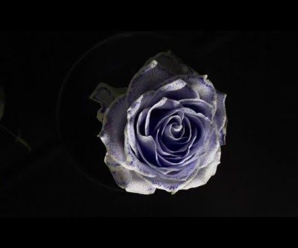 Colored Roses With Food Dye - Instructables