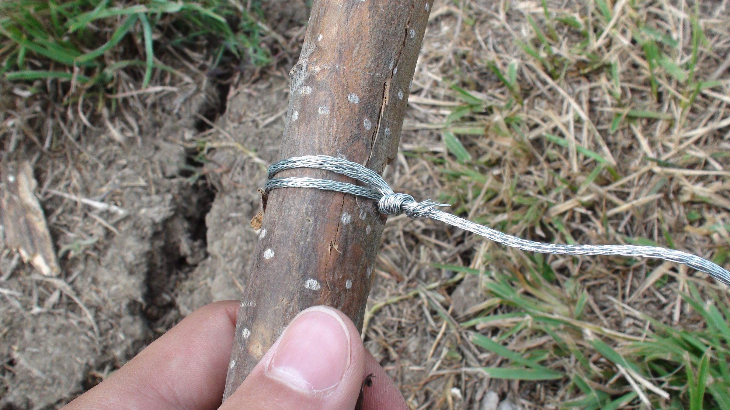 How to Make a Rabbit Snare : 3 Steps (with Pictures) - Instructables