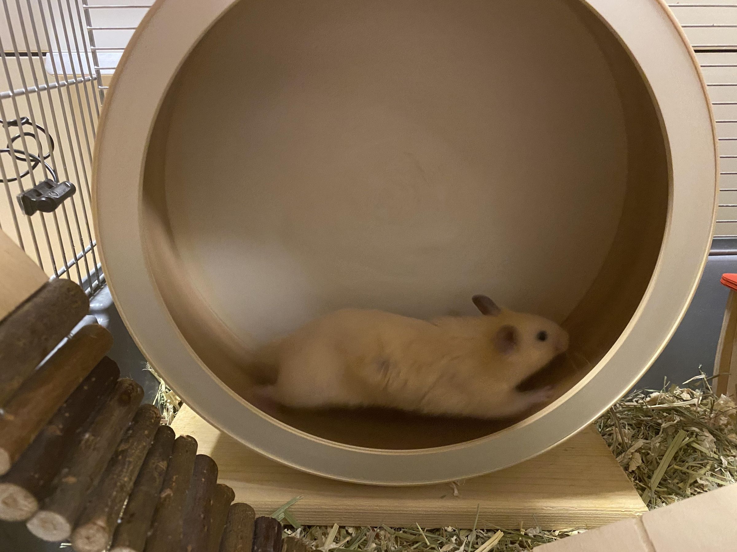 Hamster Wheel Tracker : 7 Steps - Instructables