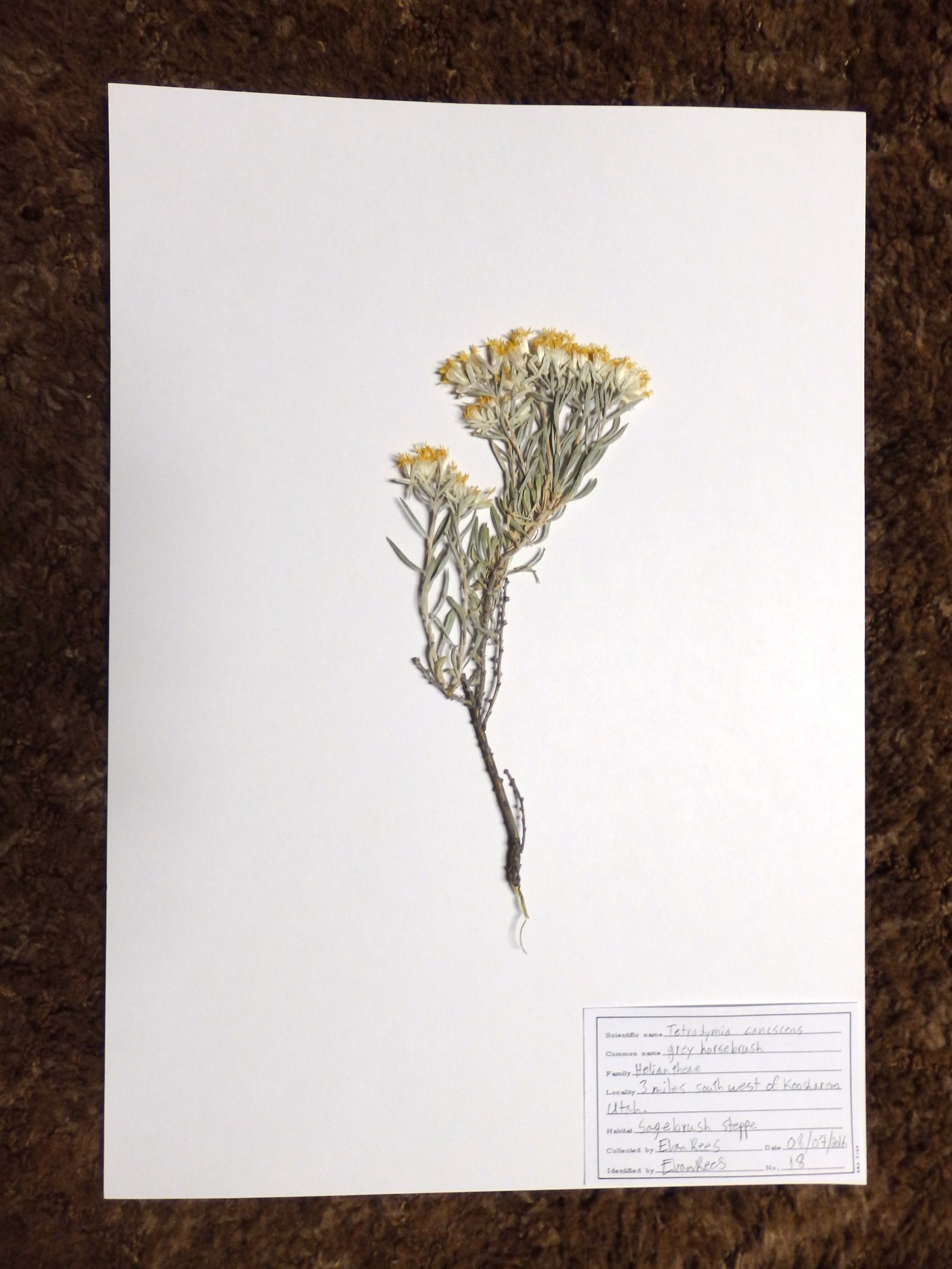 How to Mount Plants : 11 Steps (with Pictures) - Instructables