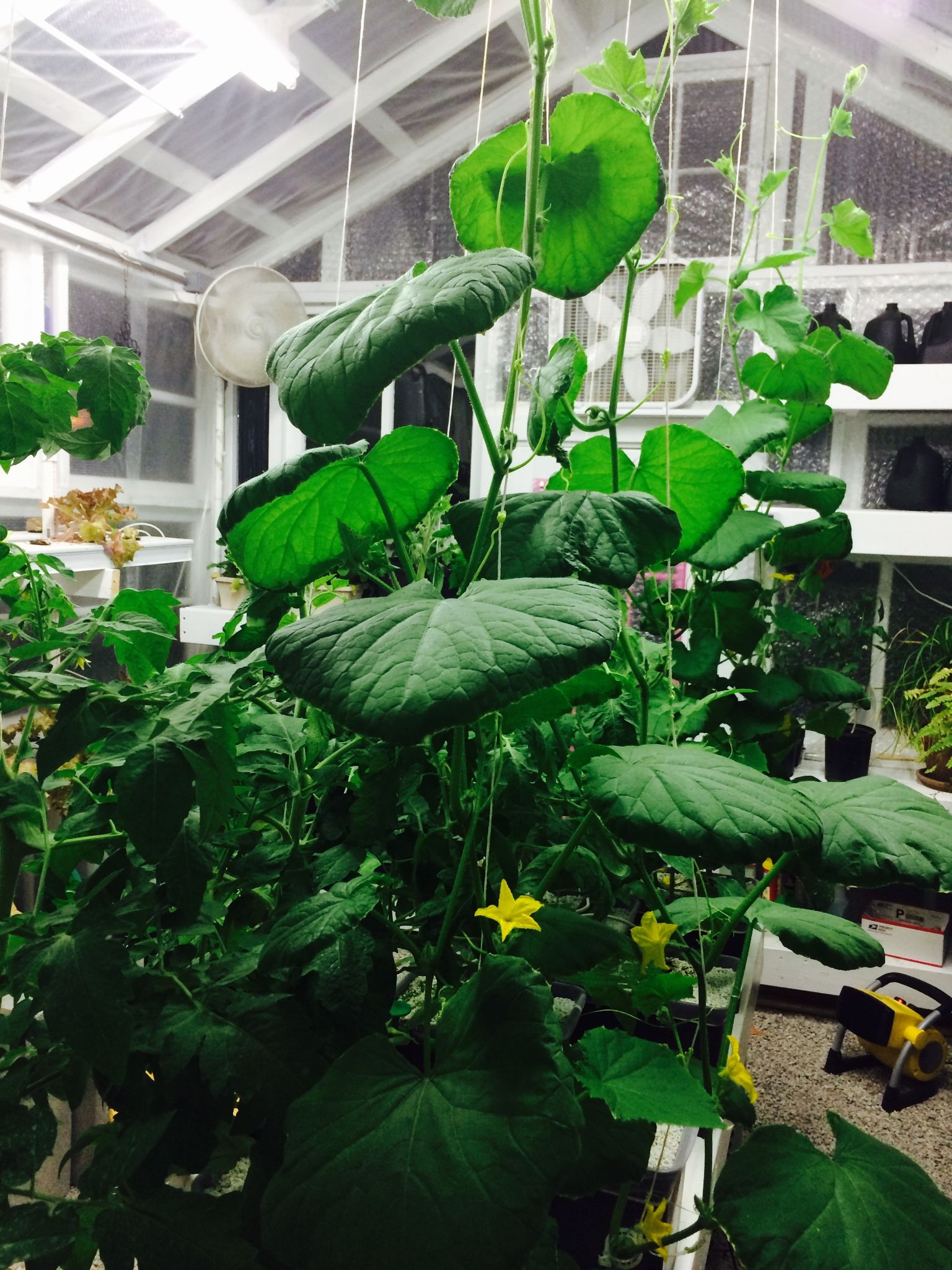 Dutch Bucket Hydroponic System : 27 Steps (with Pictures) - Instructables