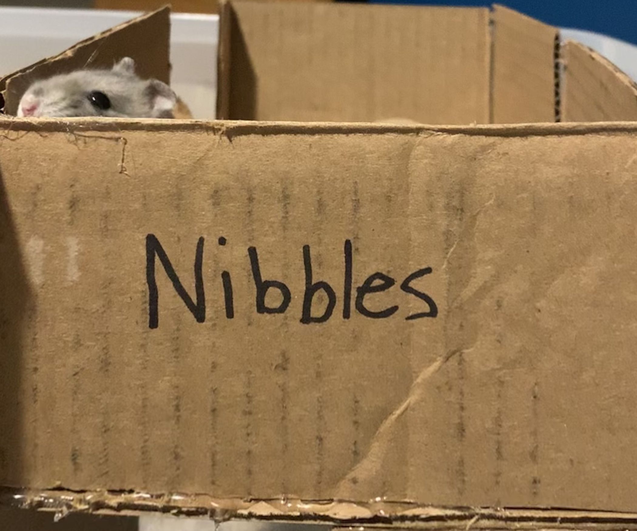 Ultimate Hamster Playground : 7 Steps - Instructables