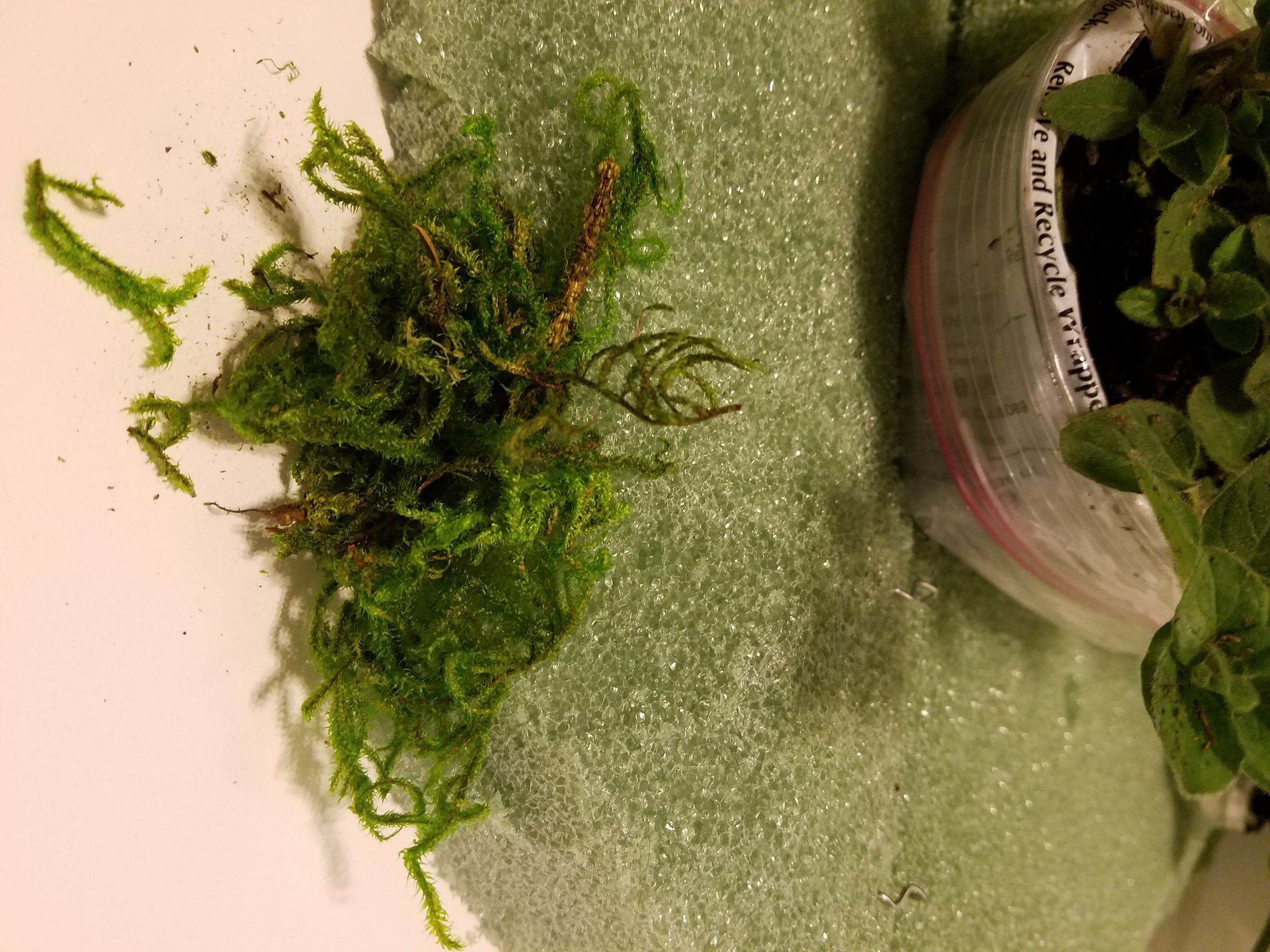 Herb & Flower Garden Centerpiece : 13 Steps (with Pictures) - Instructables