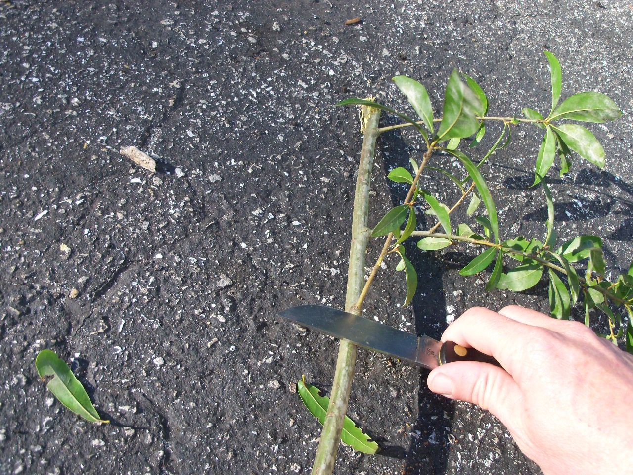 I Have a Whammy Diddle in My Pocket - How to Make a Gee-haw Stick Toy ...