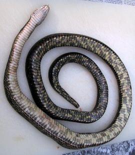 How to Skin and Clean a Dead Snake : 11 Steps (with Pictures ...
