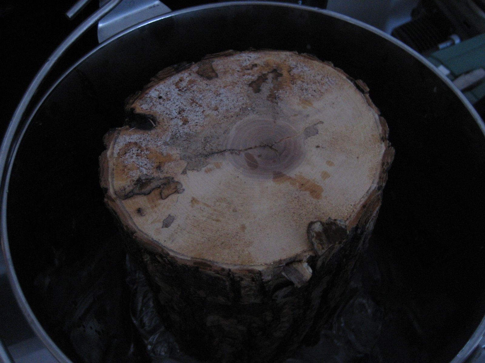 Growing Mushrooms! : 7 Steps - Instructables