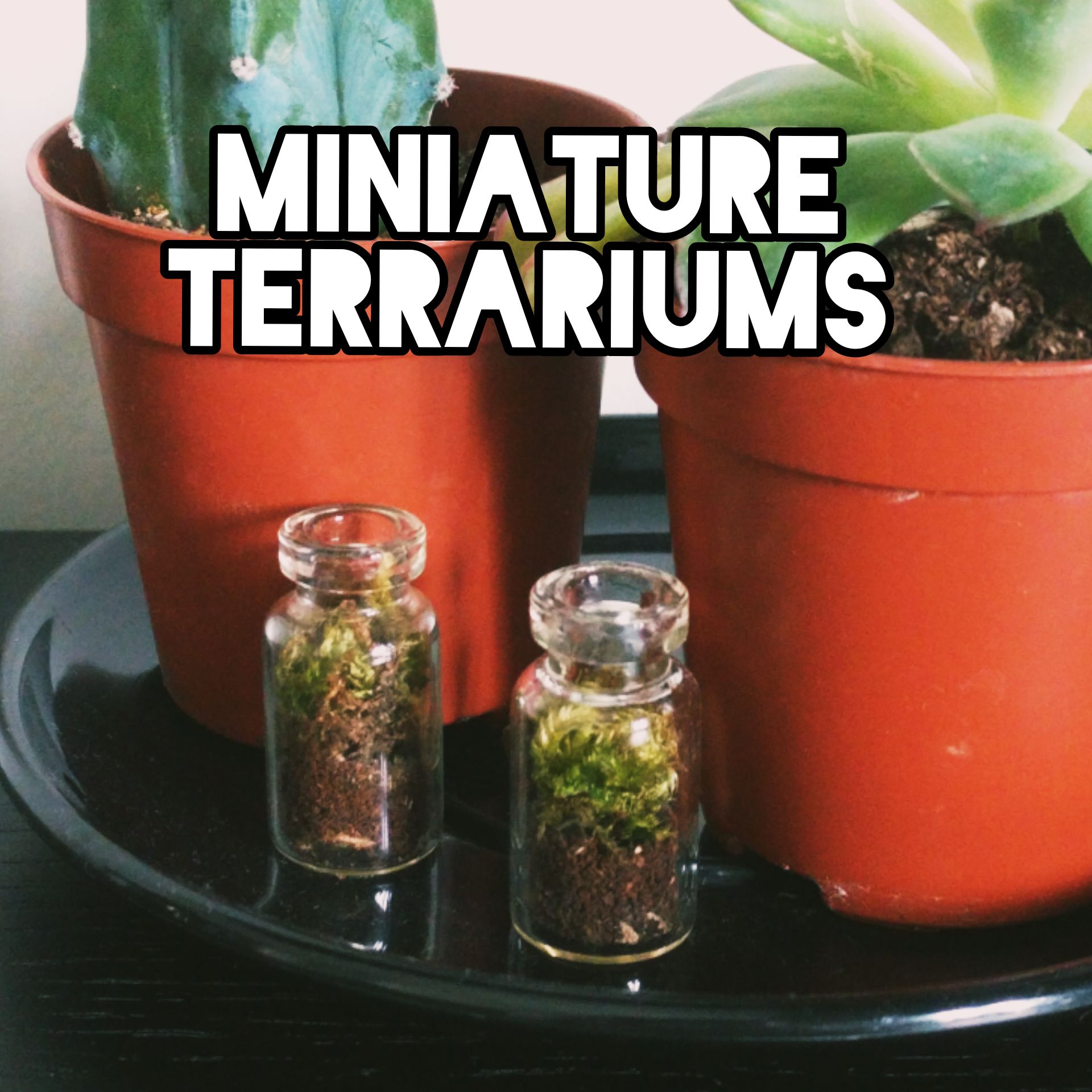 Minature Terrariums : 5 Steps - Instructables