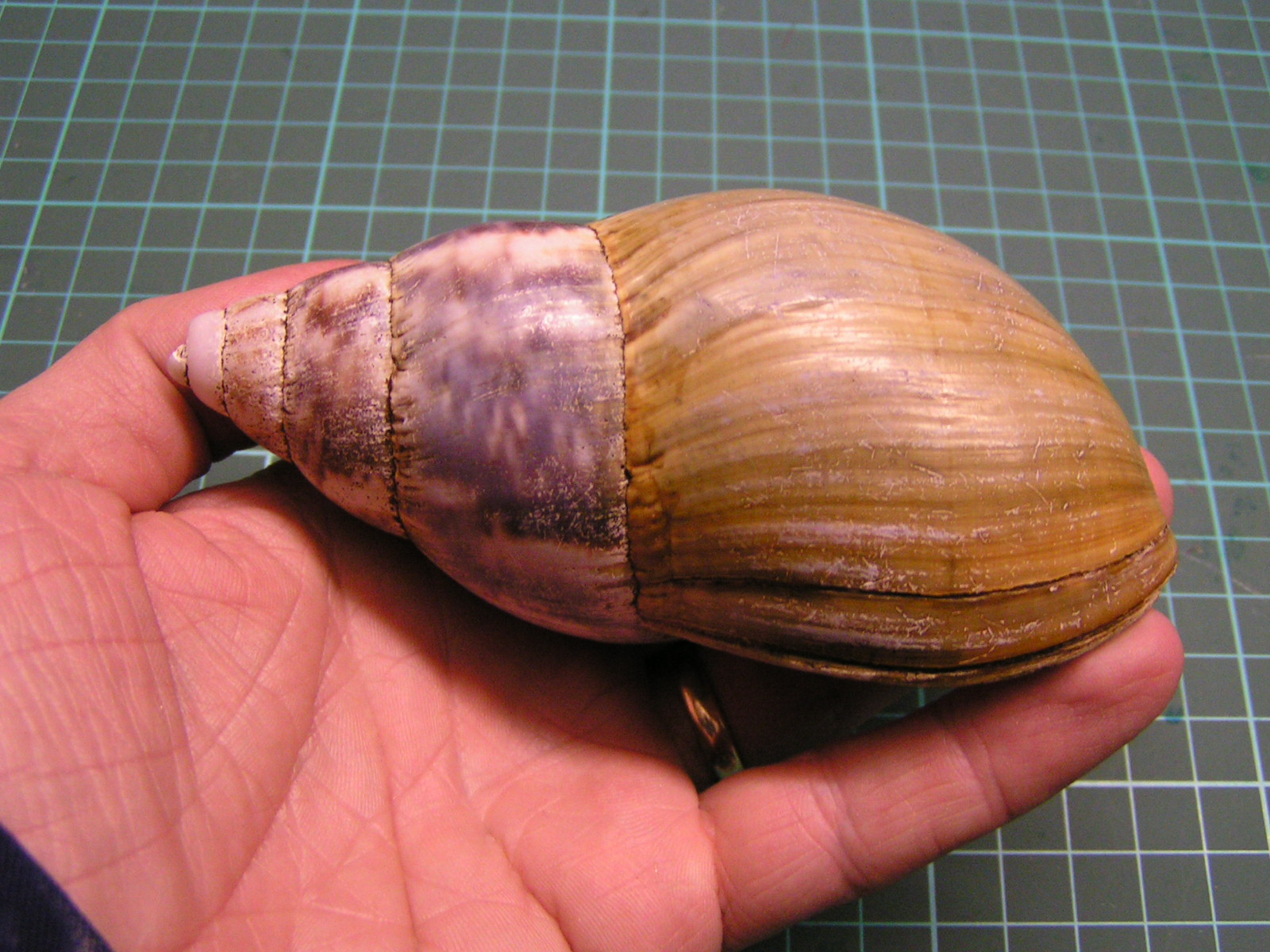 Grow Your Own Musical Instrument - an Environmentally-sustainable Conch ...