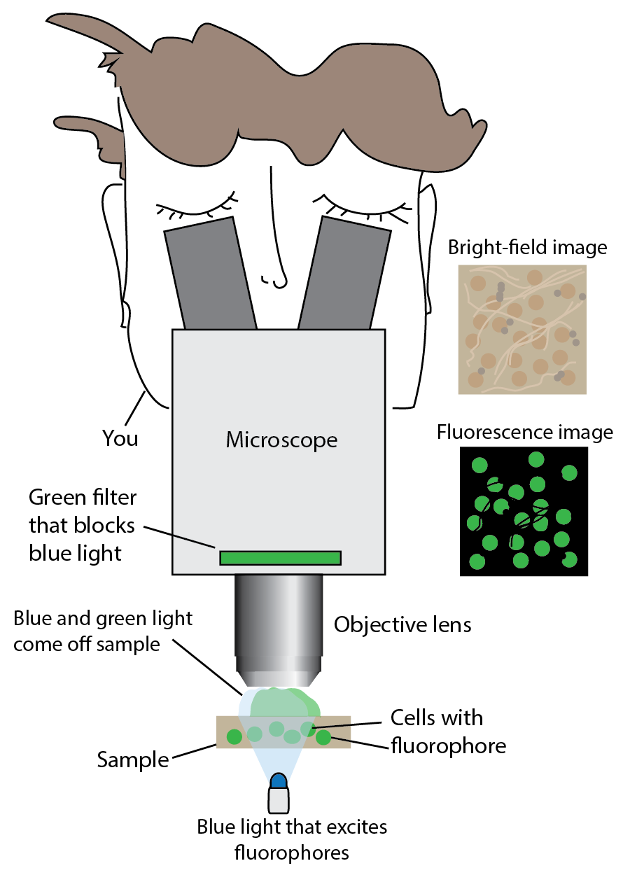Diy Fluorescence Physicsopenlab A DIY Imaging Fluorometer : 8 Steps