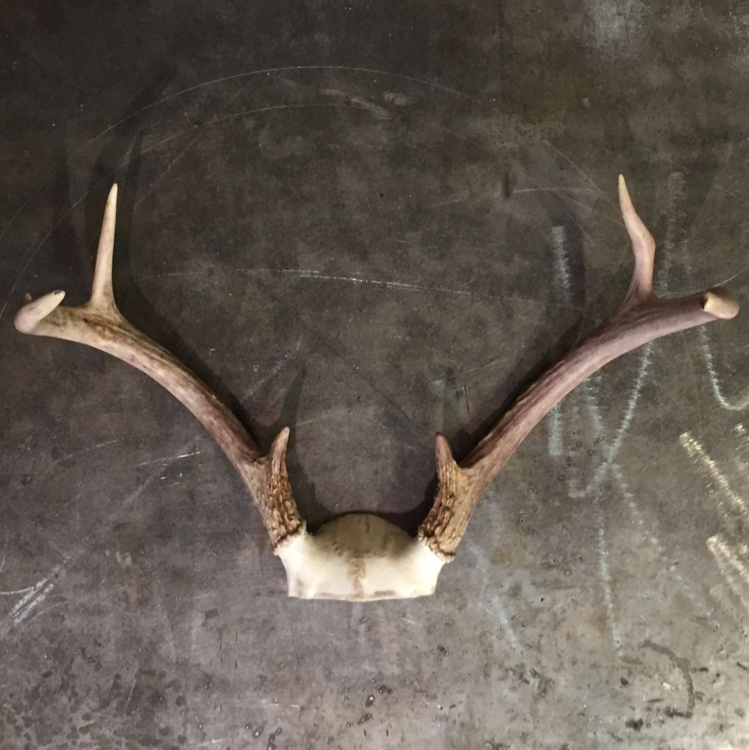 Mounted Deer Antlers : 10 Steps (with Pictures) - Instructables