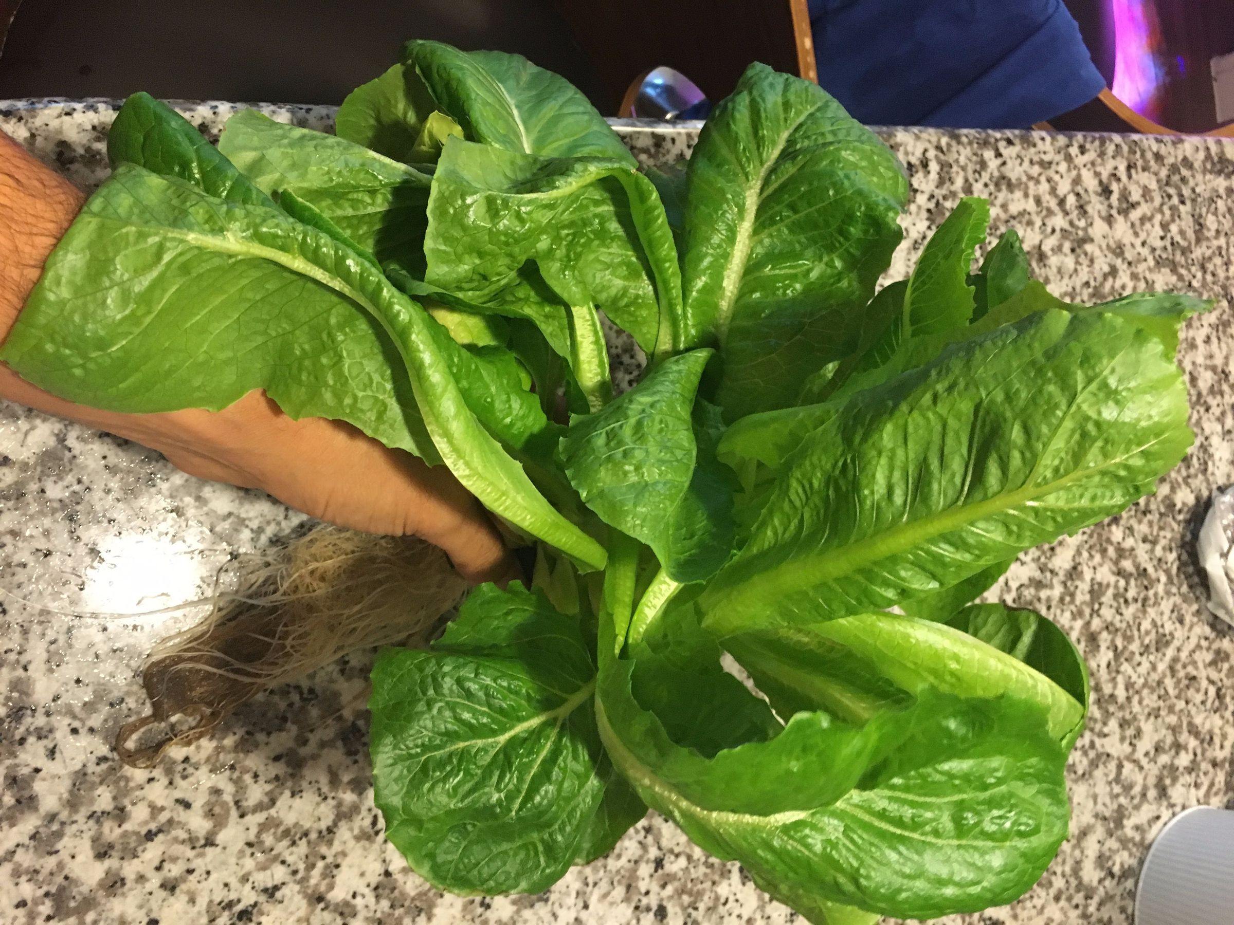 TRUE Aeroponics - Simple Indoors Low Water Lettuce Growing Fogponics ...