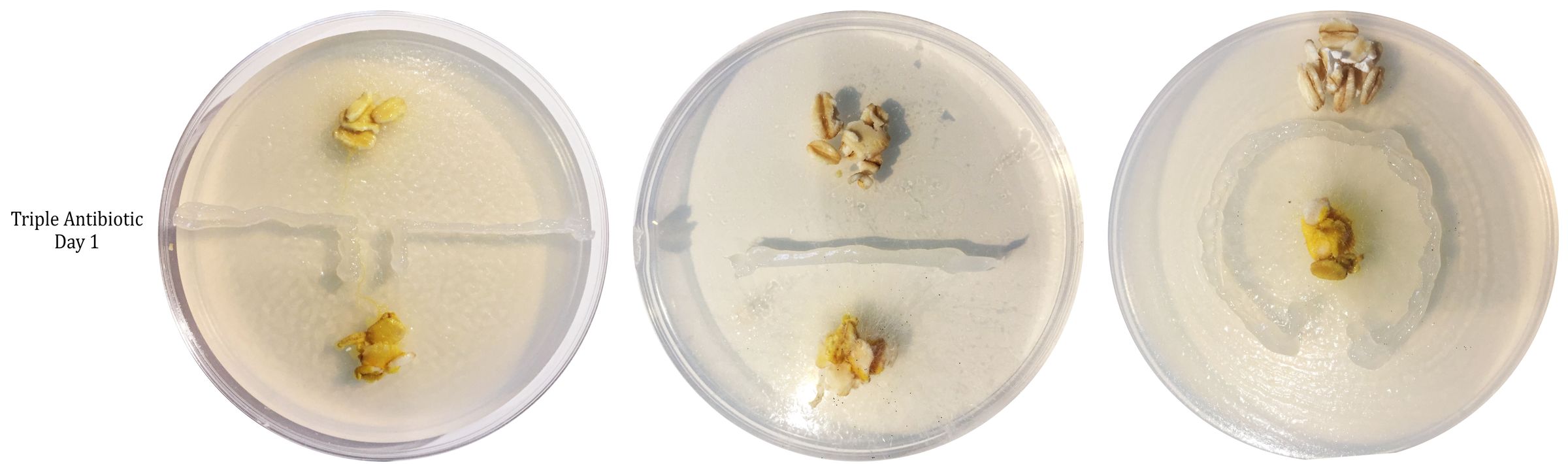 How to Grow SLIME MOLD : 9 Steps (with Pictures) - Instructables