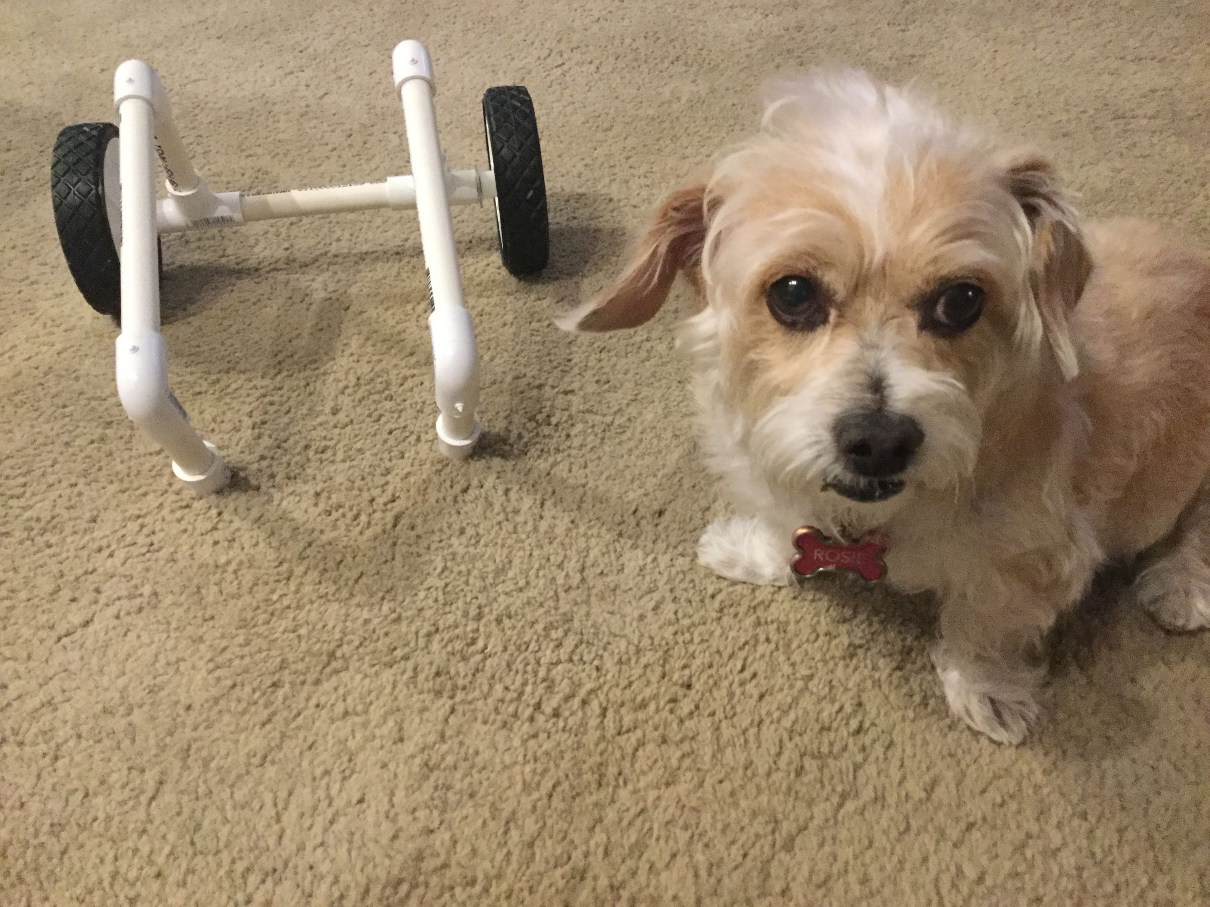 Mini Walker for Your Dog : 5 Steps - Instructables