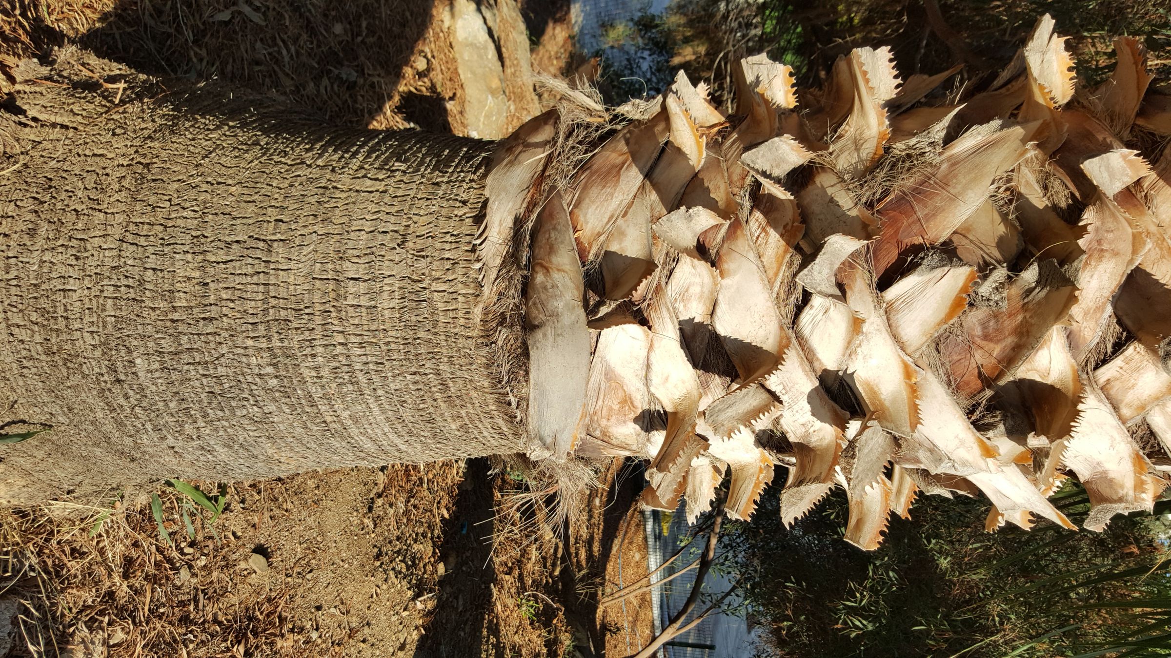How to Cut Palm Tree's Leaves : 10 Steps (with Pictures) - Instructables