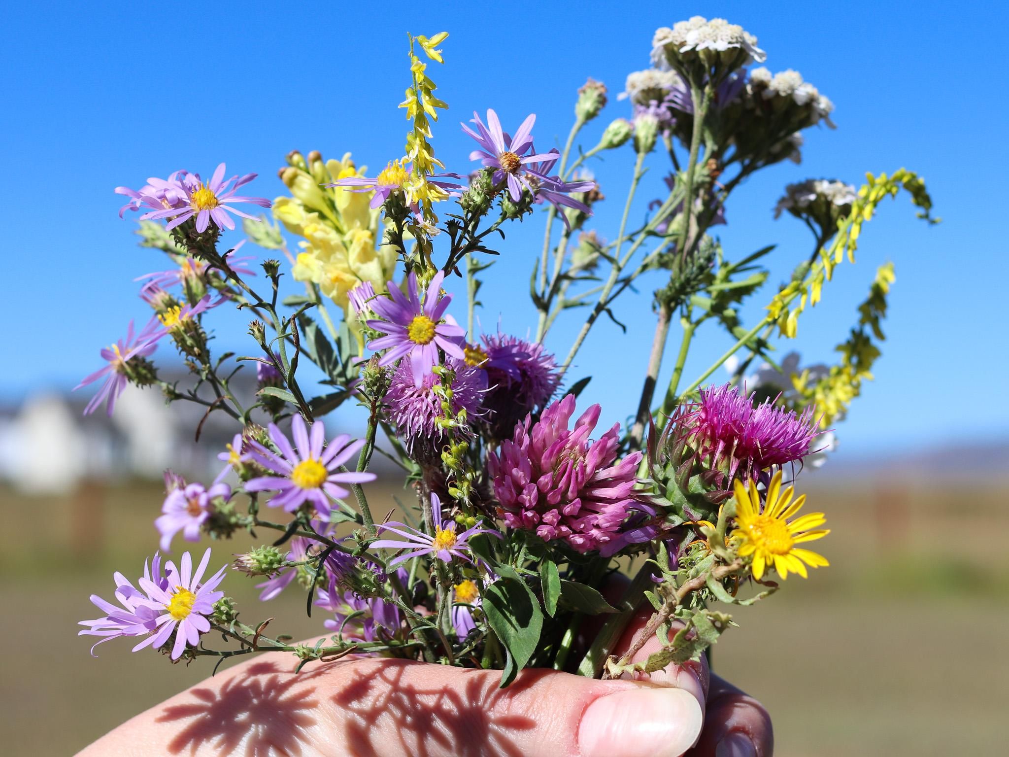 How to Gather Wildflower Seeds : 7 Steps (with Pictures) - Instructables