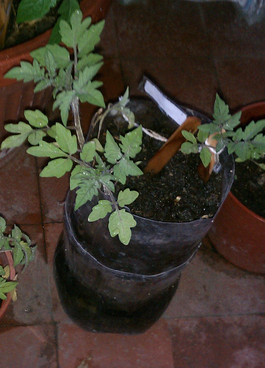 Greenhouse With Reused Soda Bottles : 4 Steps - Instructables
