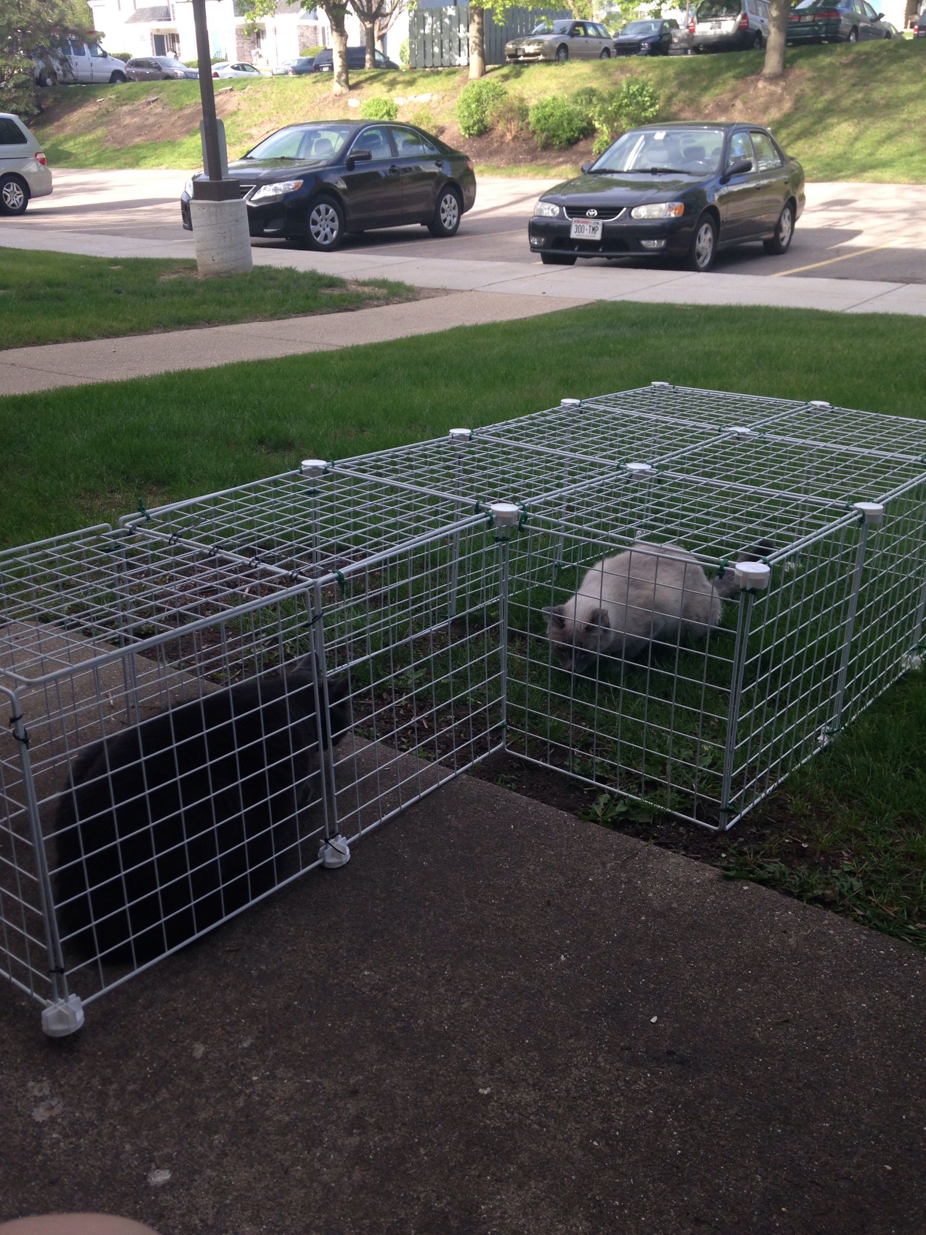 DIY Cat Run : 5 Steps - Instructables