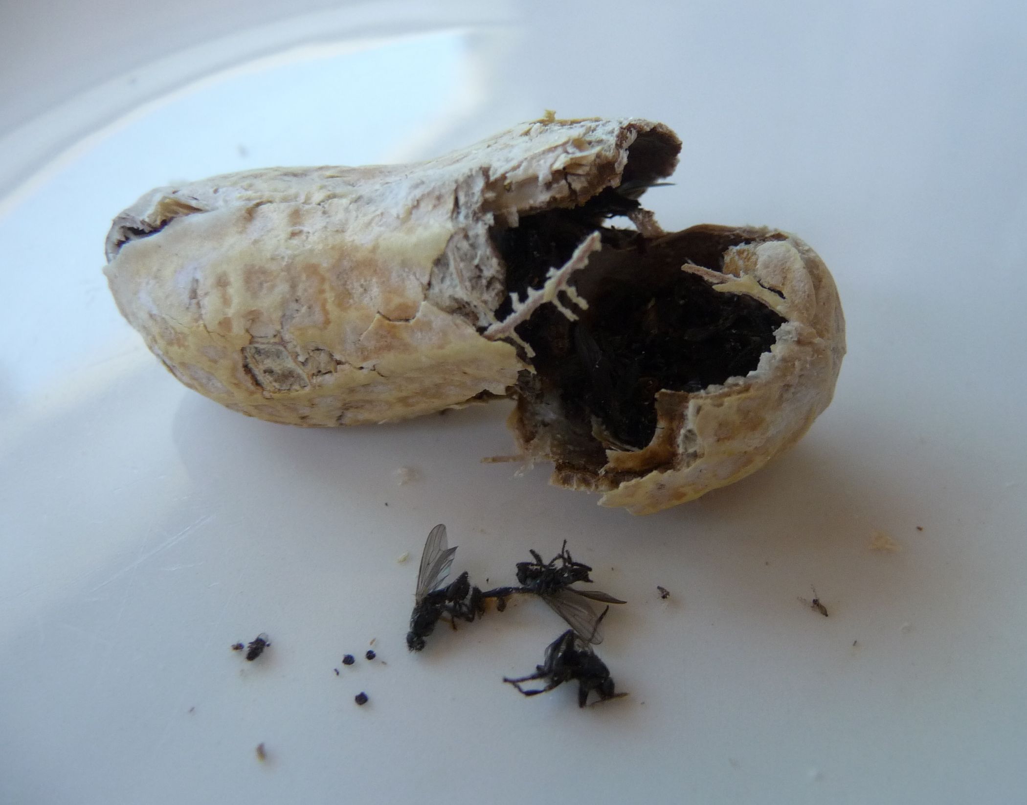 Pocket-Sized ~ the Meanest (FEAR FACTOR) Peanut Prank Ever! - Instructables