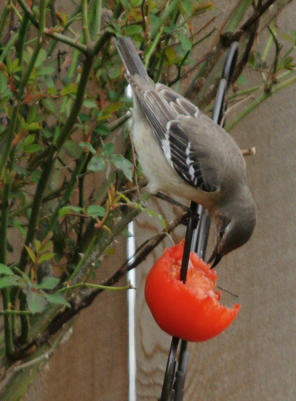 Bird Distractors : 3 Steps - Instructables