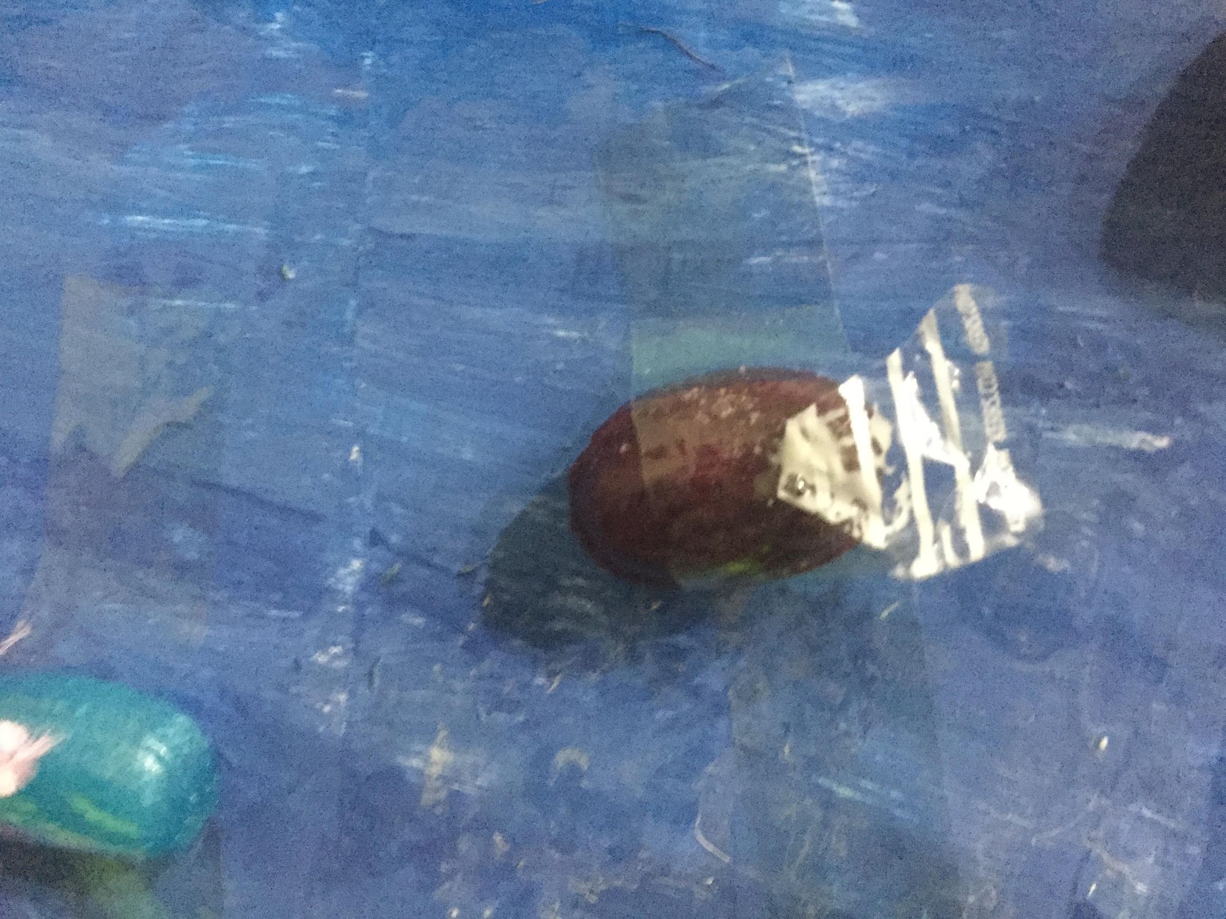 Marine Ecosystem Model With Candy! : 30 Steps - Instructables