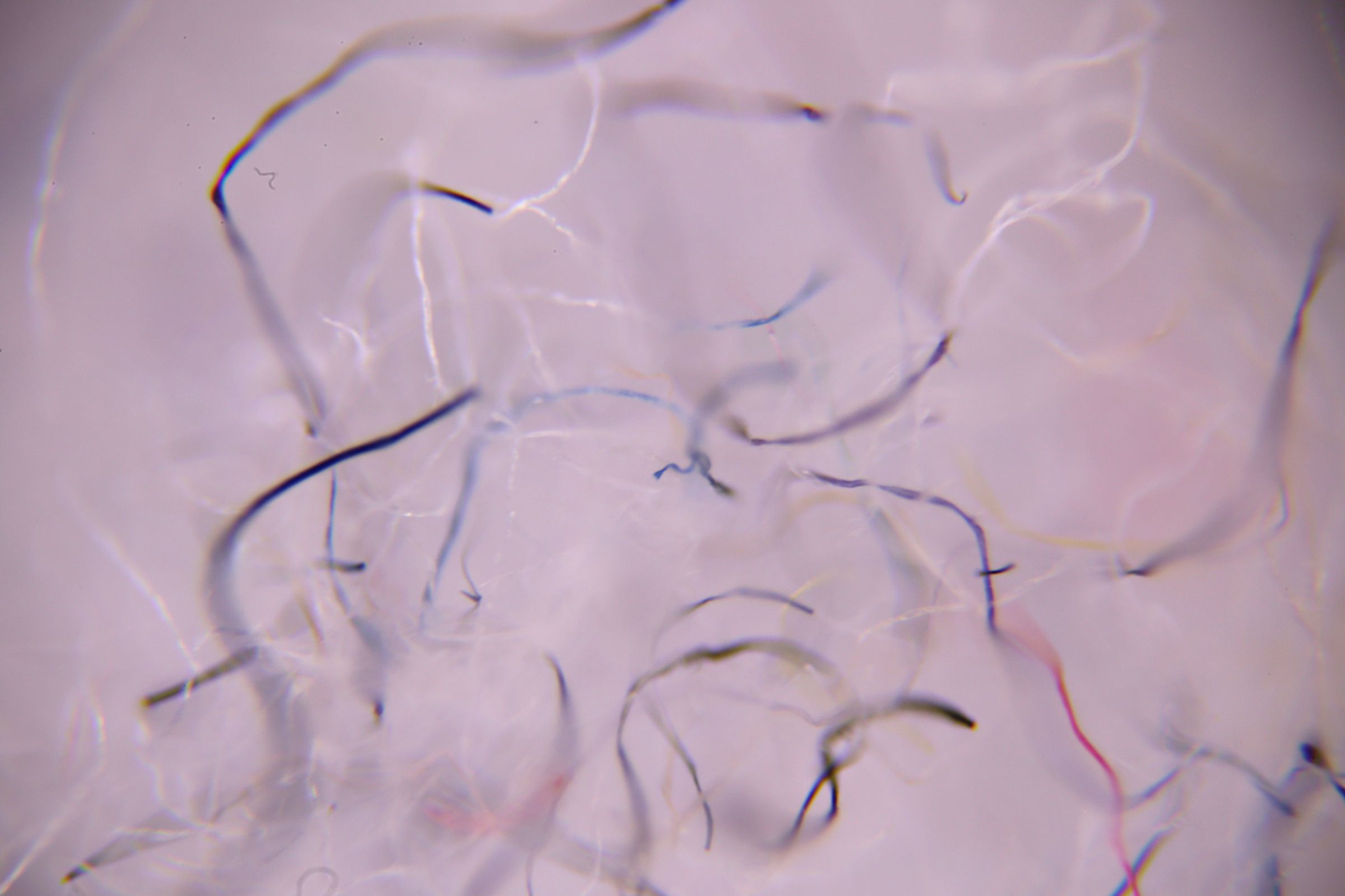 DSLR Microphotography : 12 Steps (with Pictures) - Instructables