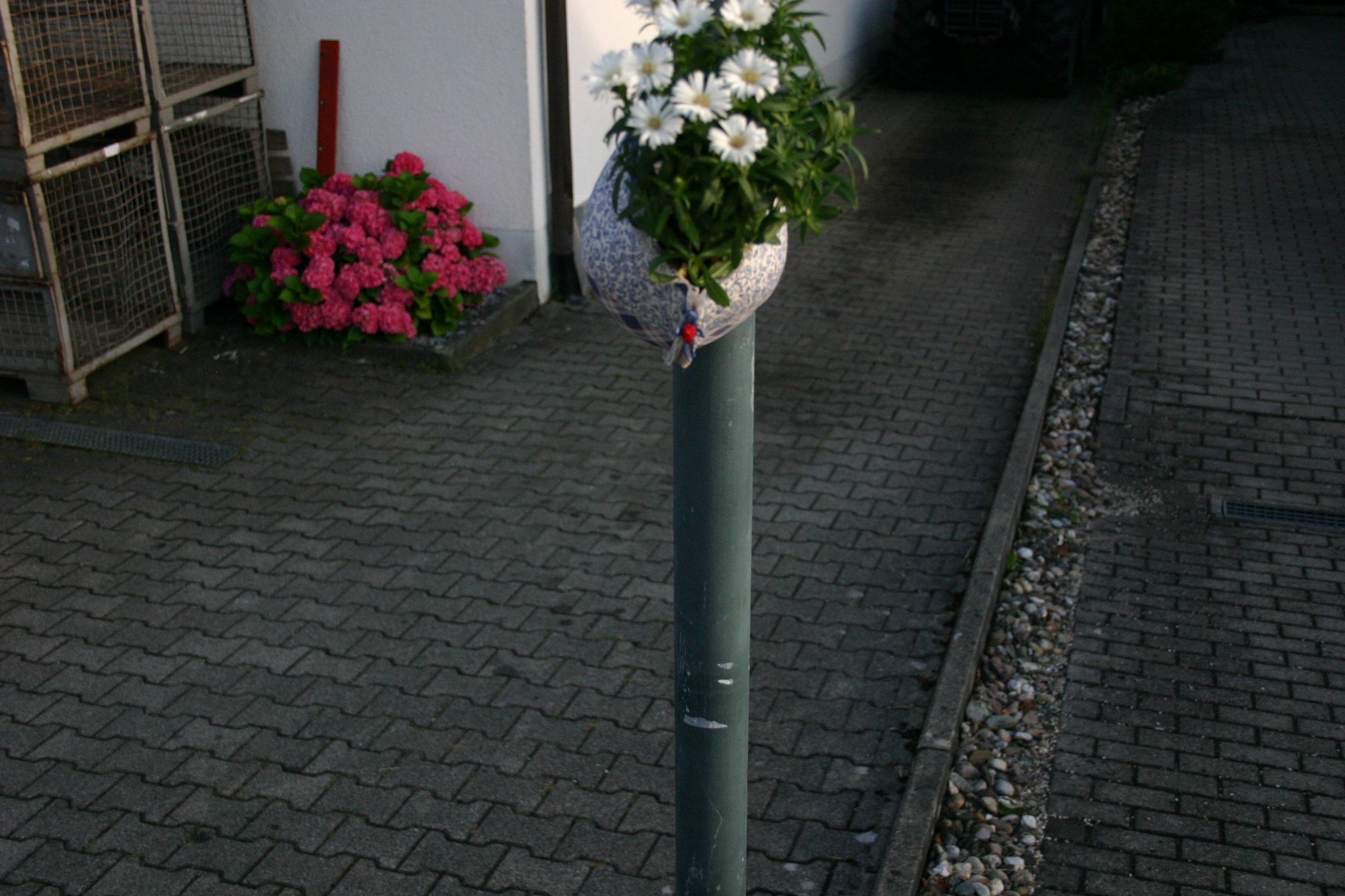 Guerilla Gardening With a Bra : 6 Steps (with Pictures) - Instructables