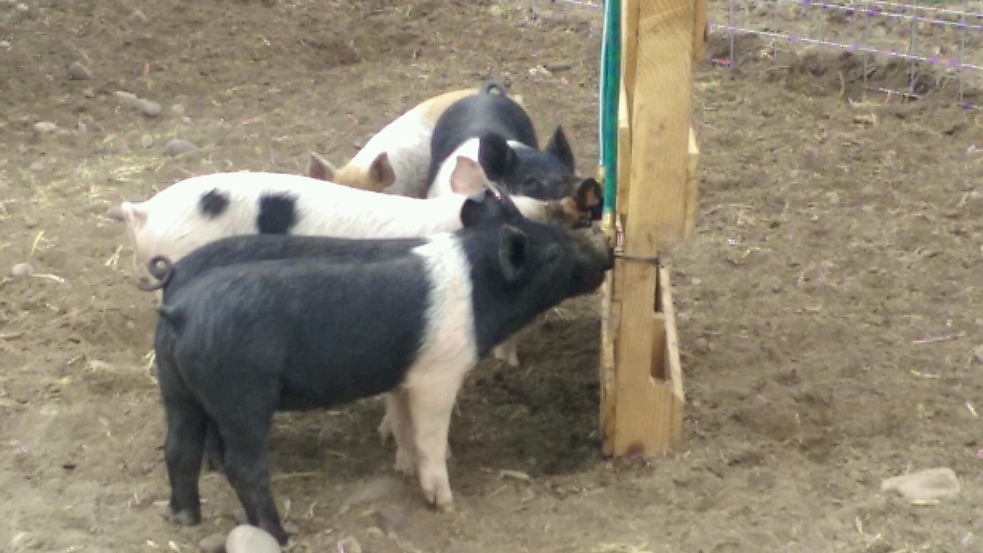 Automatic Hog Waterer : 10 Steps - Instructables