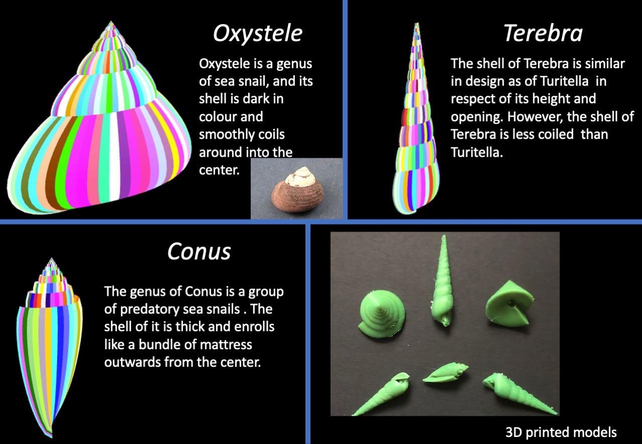 How to Generate and 3D Print Seashells and ... Other Mollusks! : 7 ...