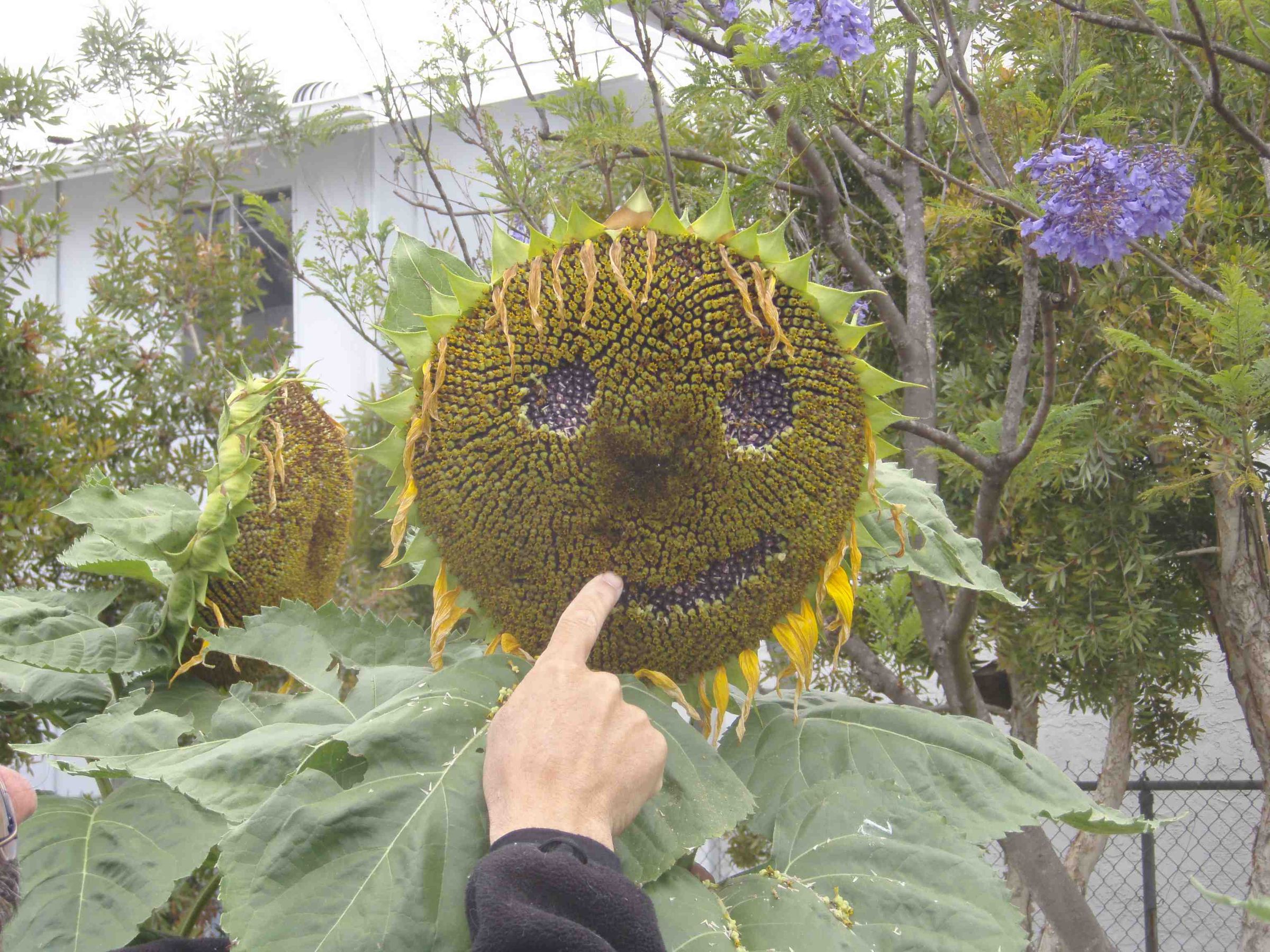 Sunflower Face : 3 Steps - Instructables