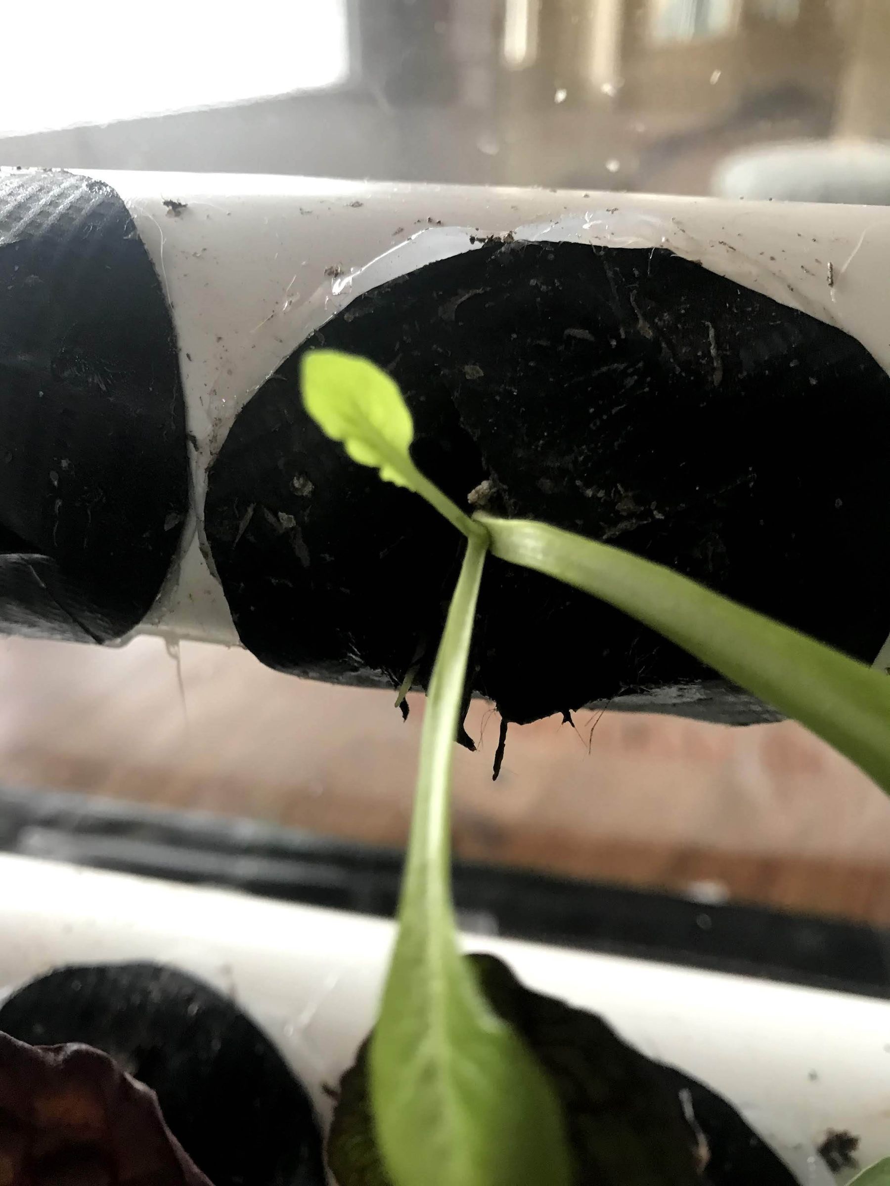 Hydroponic Grow Box : 6 Steps (with Pictures) - Instructables