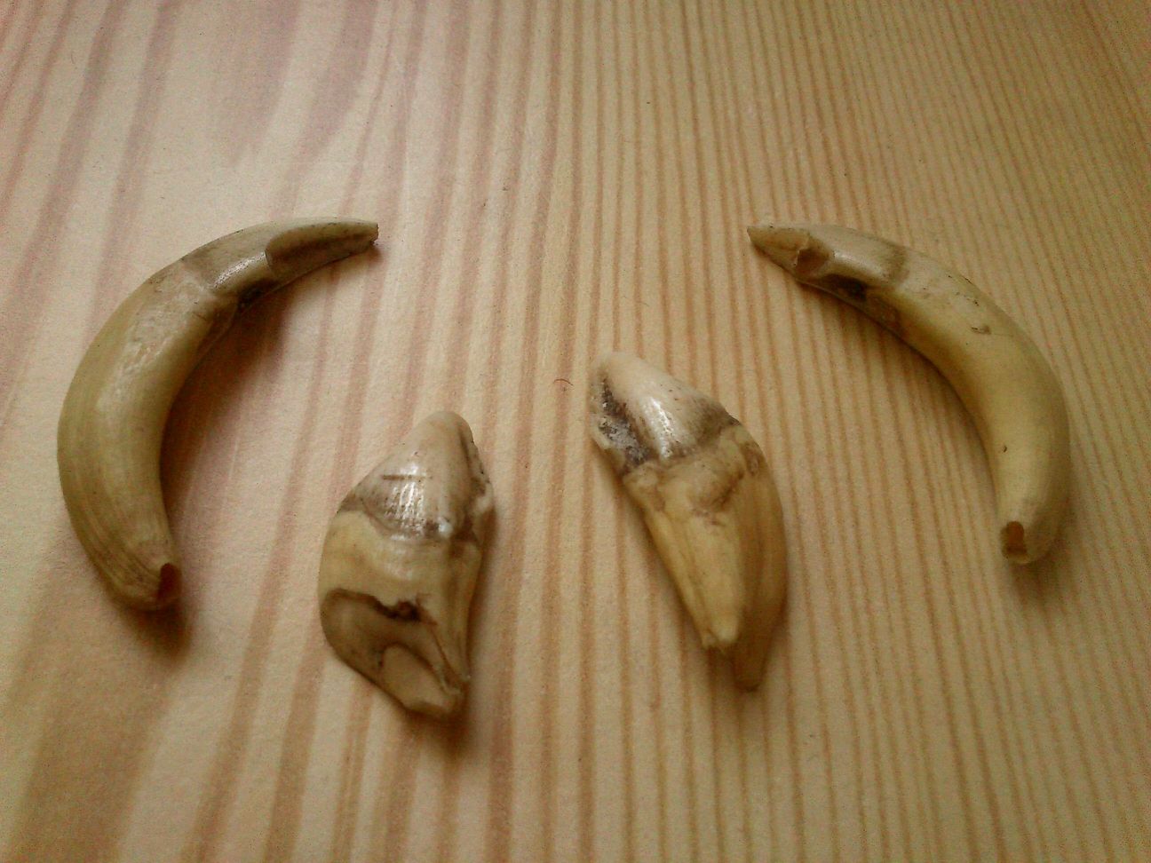 Boar Tusk Necklace : 8 Steps (with Pictures) - Instructables