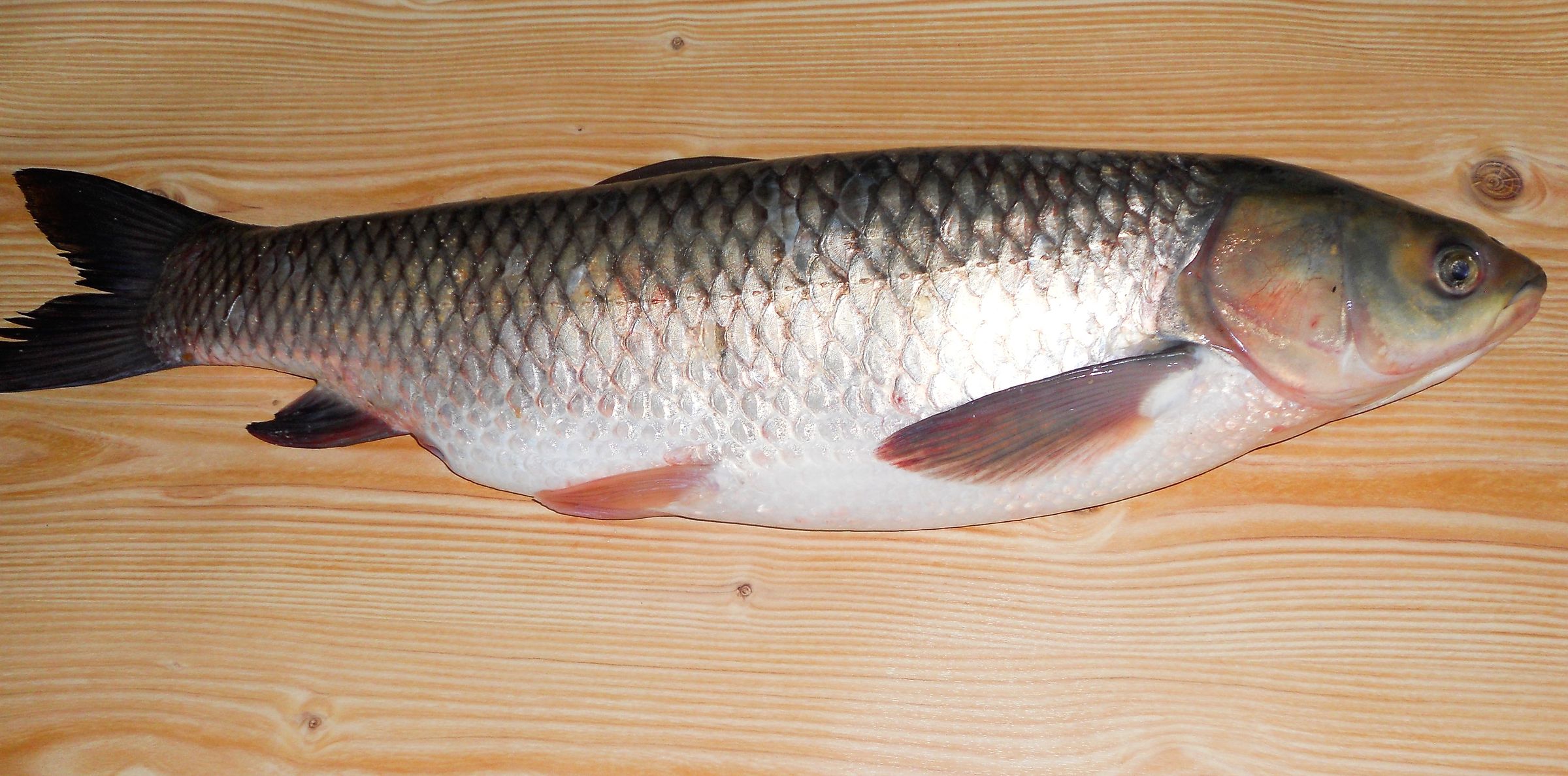 Fish Scale Flower Ring : 8 Steps (with Pictures) - Instructables