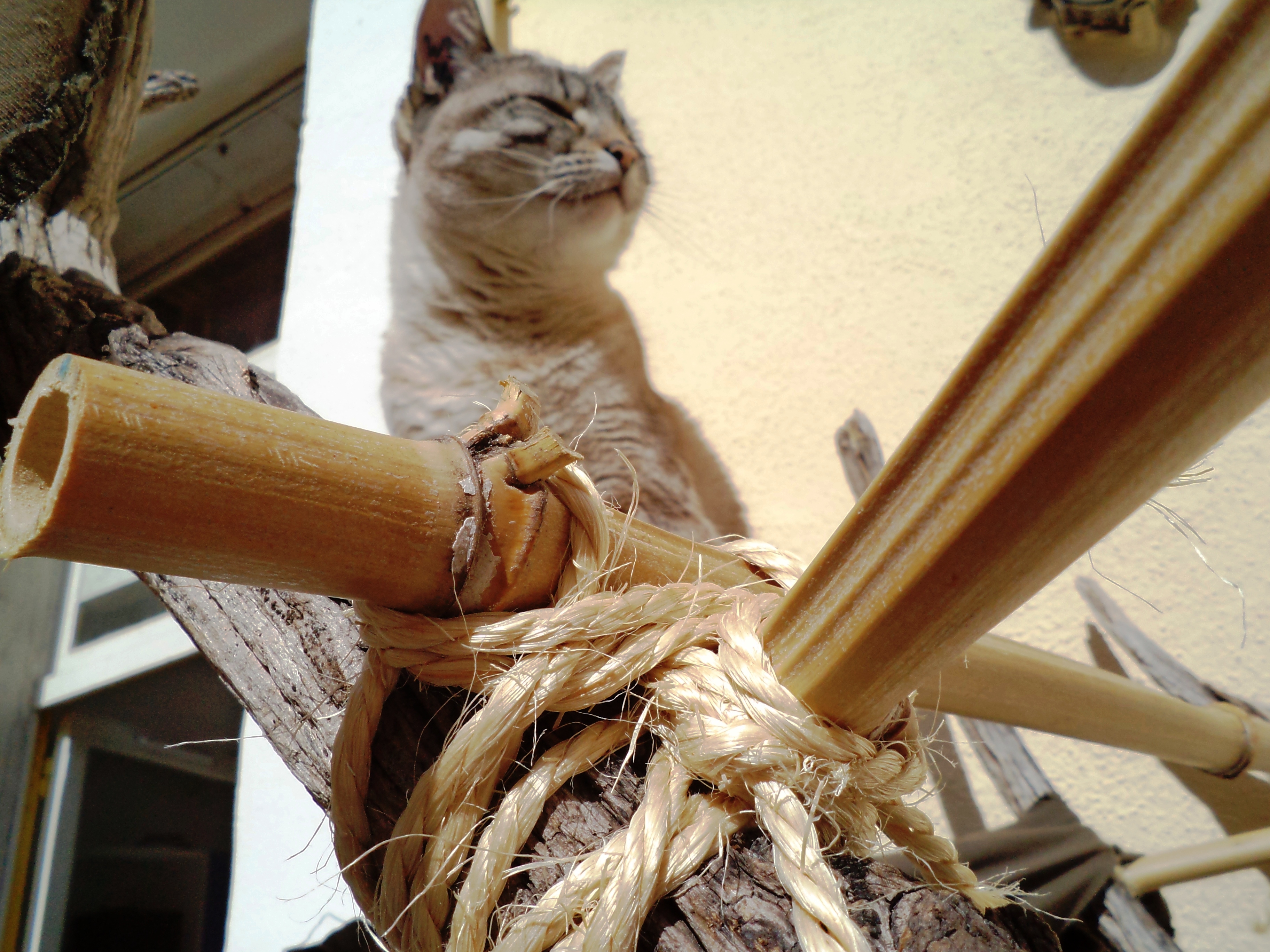 The Survivalist's Cat Tree : 3 Steps (with Pictures) - Instructables