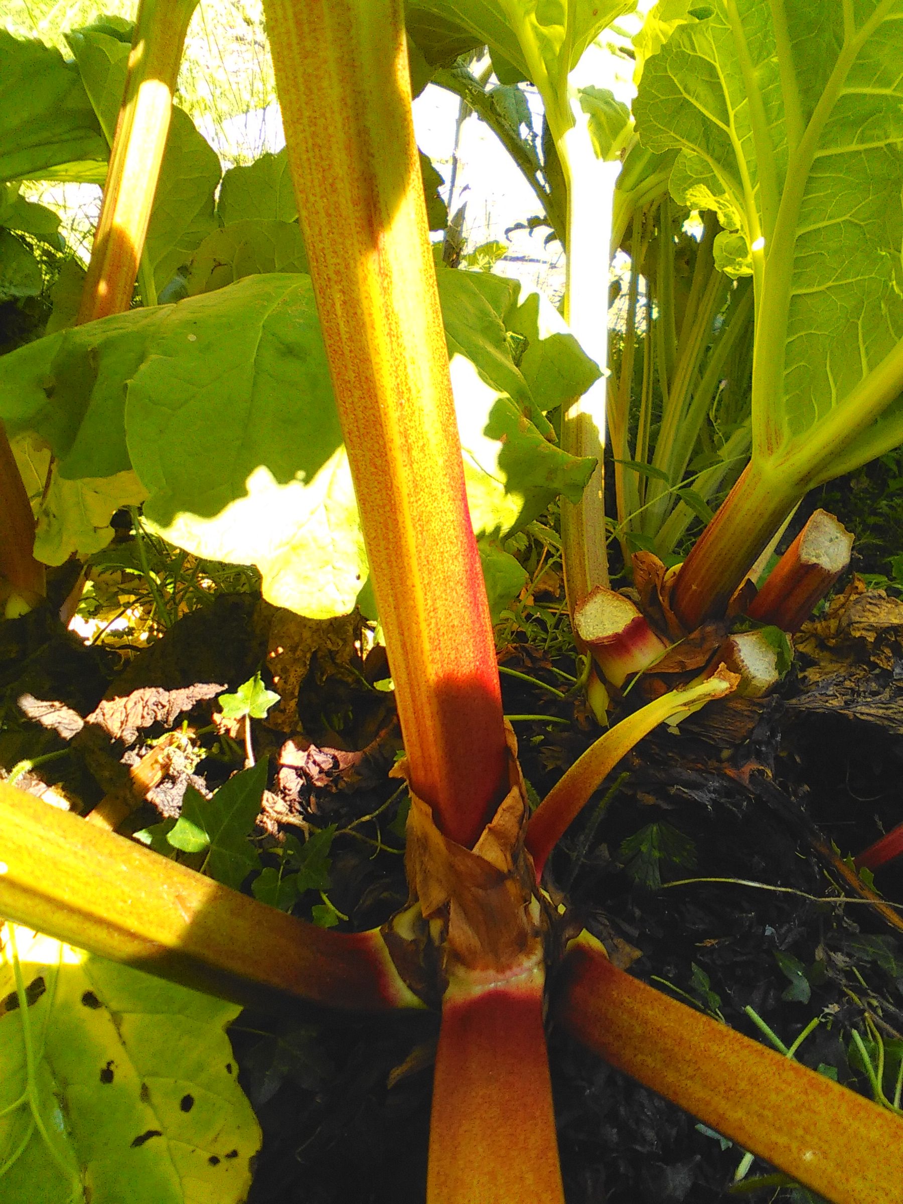 Making the Most Out of Your Rhubarb Patch : 3 Steps (with Pictures ...