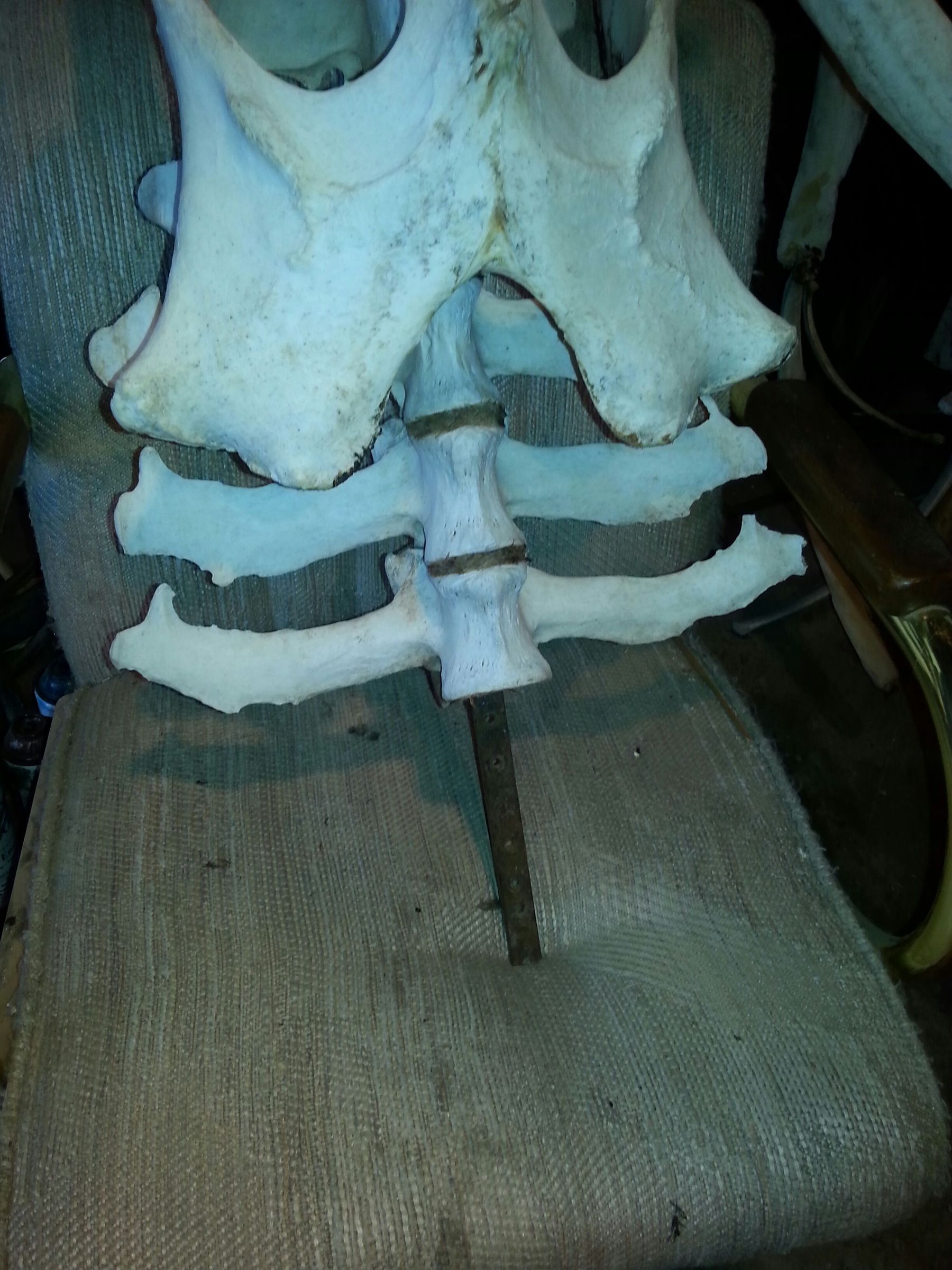 Bone Sculptures : 11 Steps (with Pictures) - Instructables