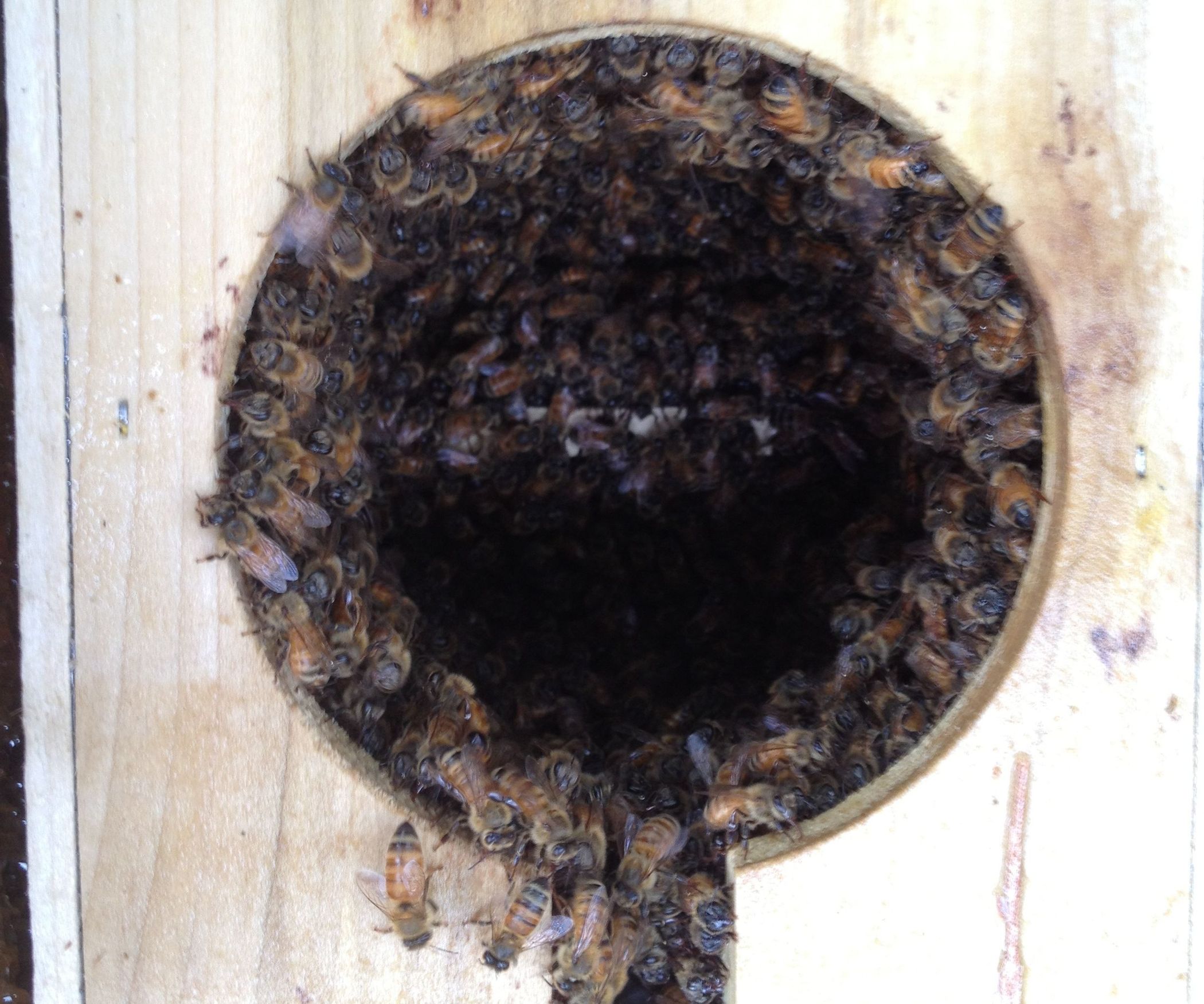 Hive/Install a Bee Colony From a Package : 7 Steps (with Pictures ...