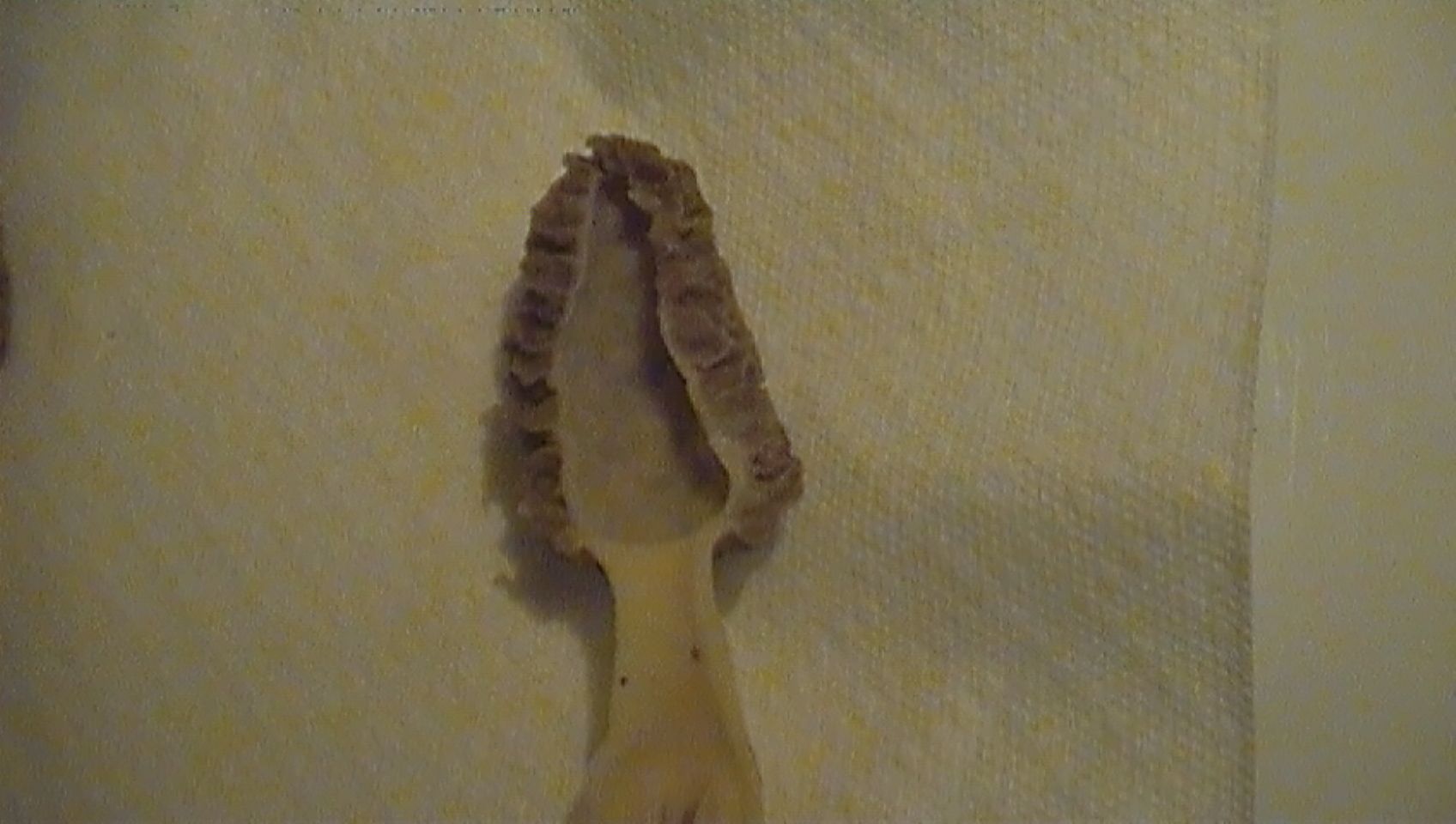 What Is Dry Land Fish(morels) : 6 Steps - Instructables