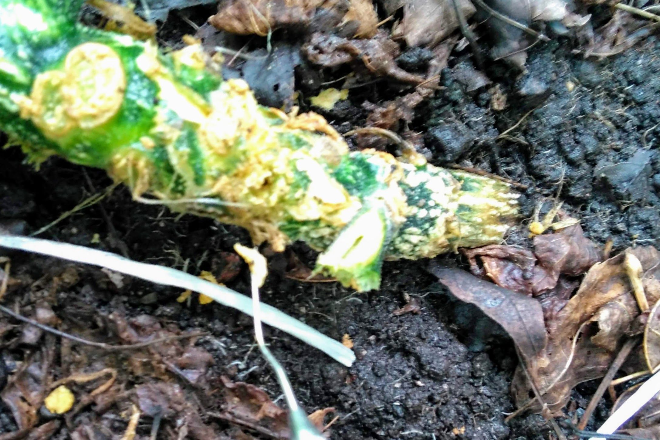 How to Hunt Vine Borers : 17 Steps (with Pictures) - Instructables